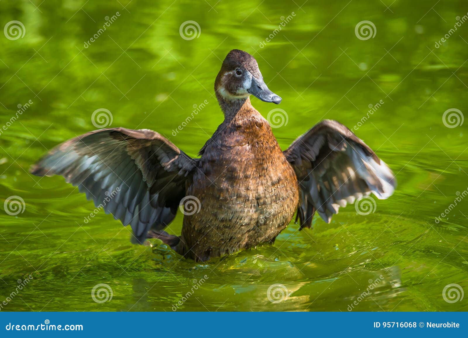 Behavior of Wild African Ducks at a Small Lake Stock Photo - Image of ...