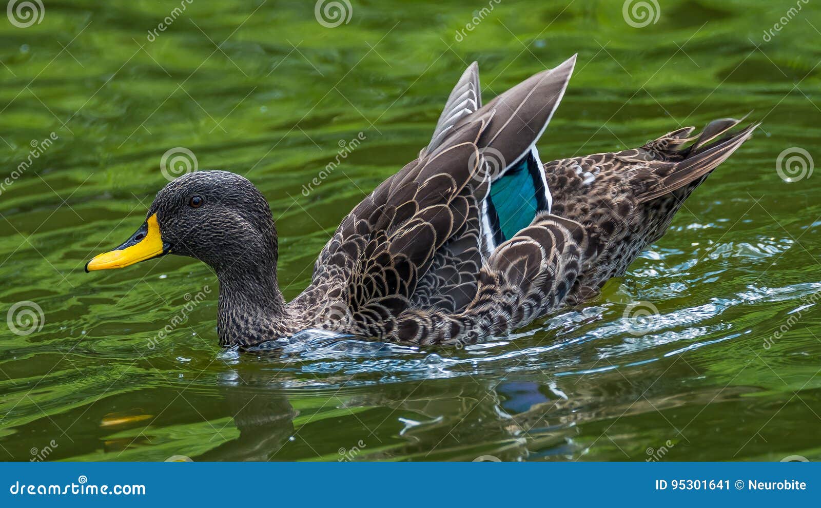Behavior of Wild Ducks at a Small Lake Stock Image - Image of nature ...