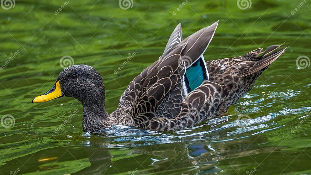 Behavior of Wild Ducks at a Small Lake Stock Image - Image of nature ...