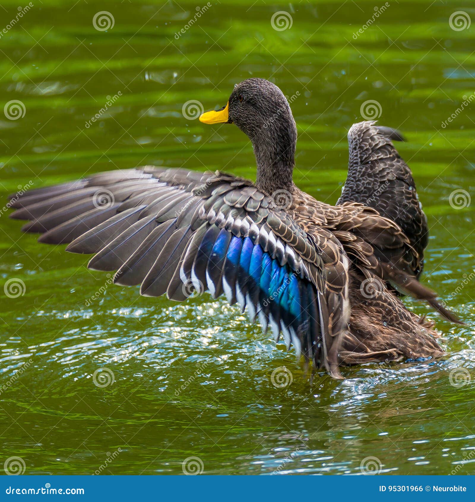 Behavior of Wild Ducks at a Small Lake Stock Photo - Image of funny ...