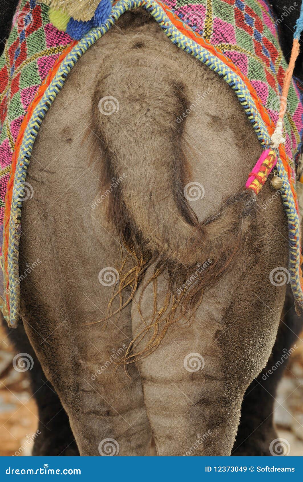 Behind the camel stock image. Image of mammalian, culture - 12373049