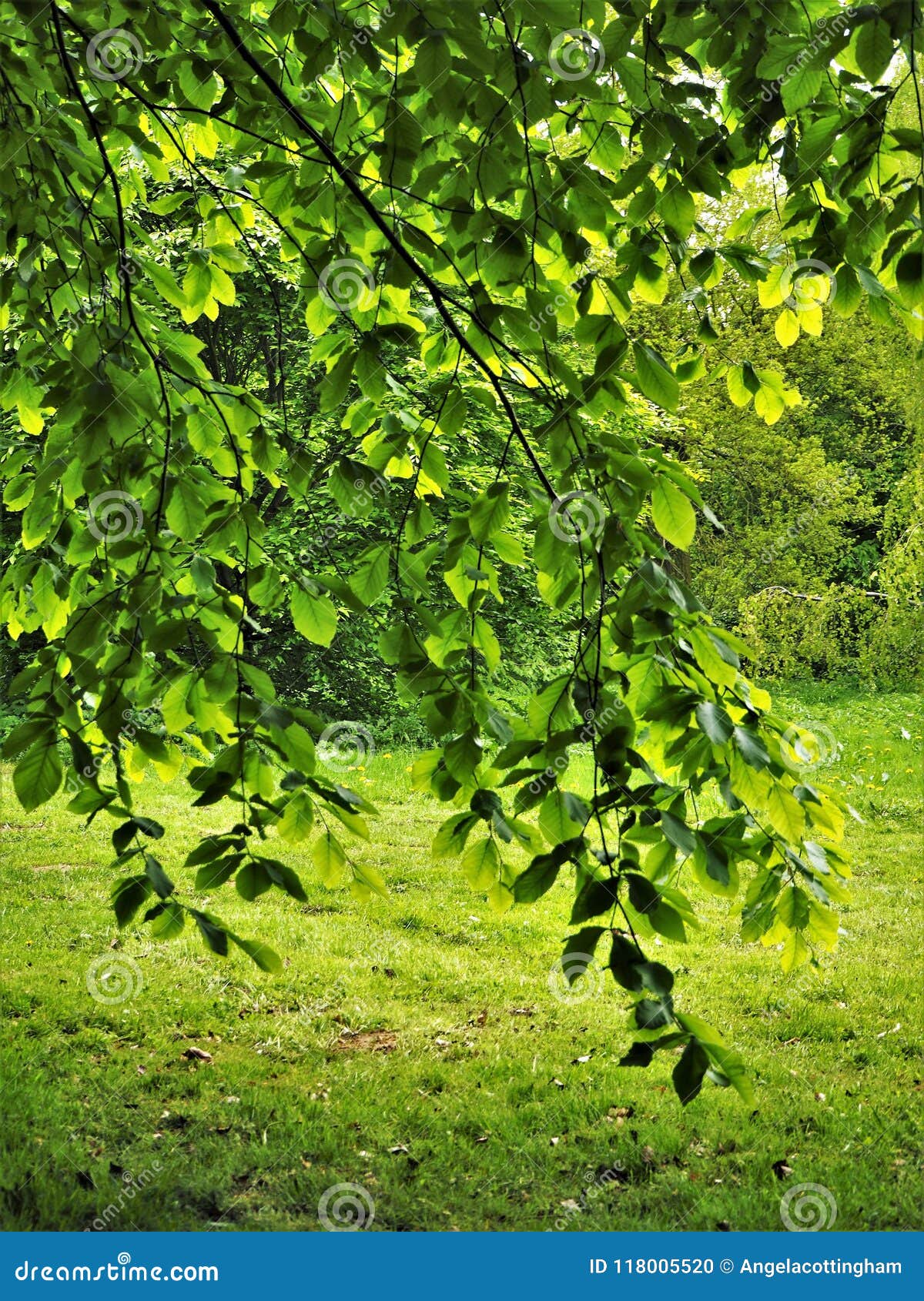 Drooping Beech Tree Branch with Green Spring Leaves Stock Photo - Image ...
