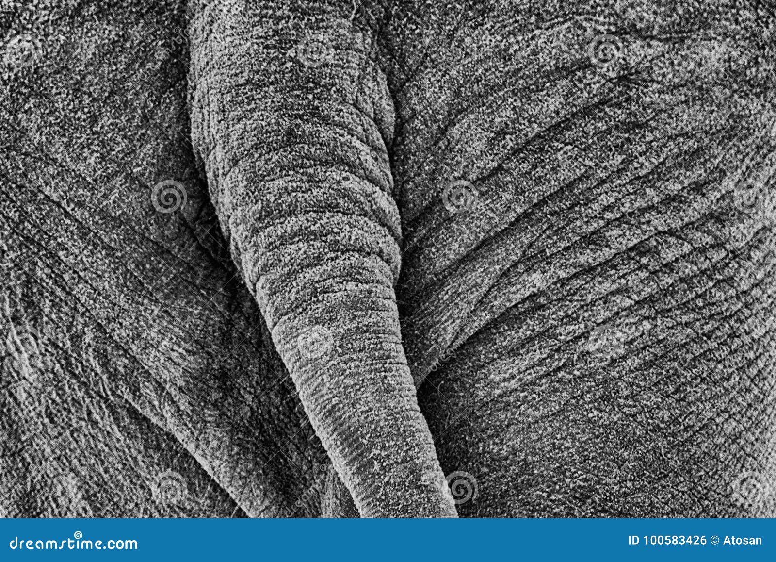 Elephant rear end close-up stock photo. Image of animal - 100583426