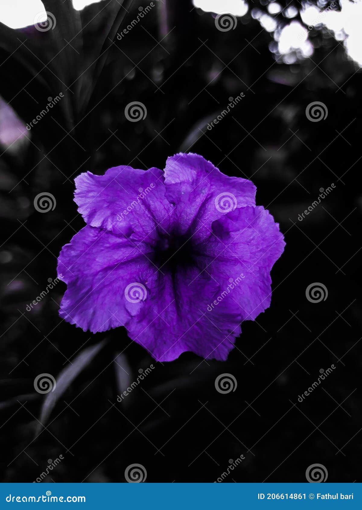 Behind the almost Falling Purple Flower Petals Wallpaper Stock Image ...