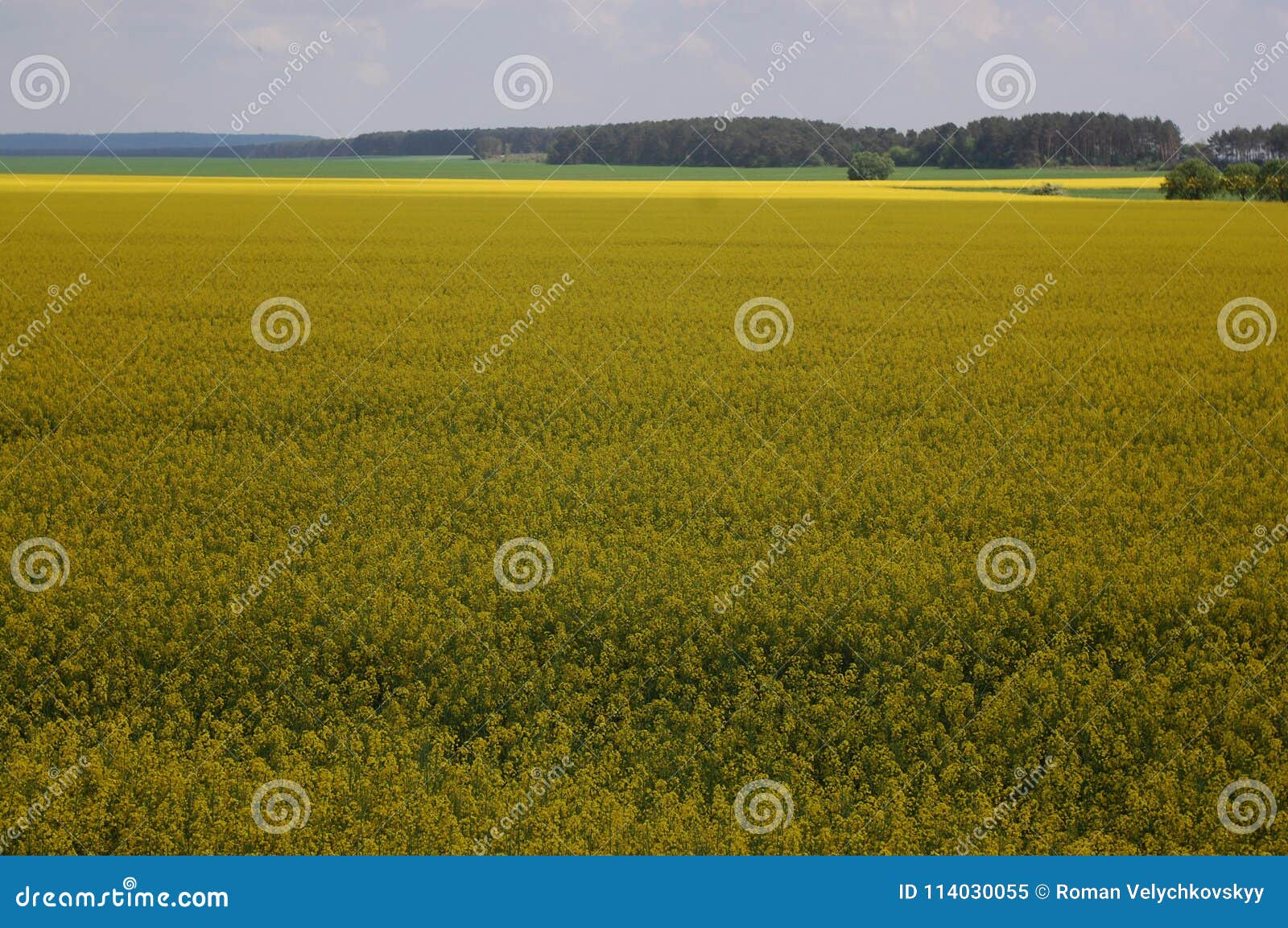 The Yellow Field of Plants is a General Plan. Stock Image - Image of ...