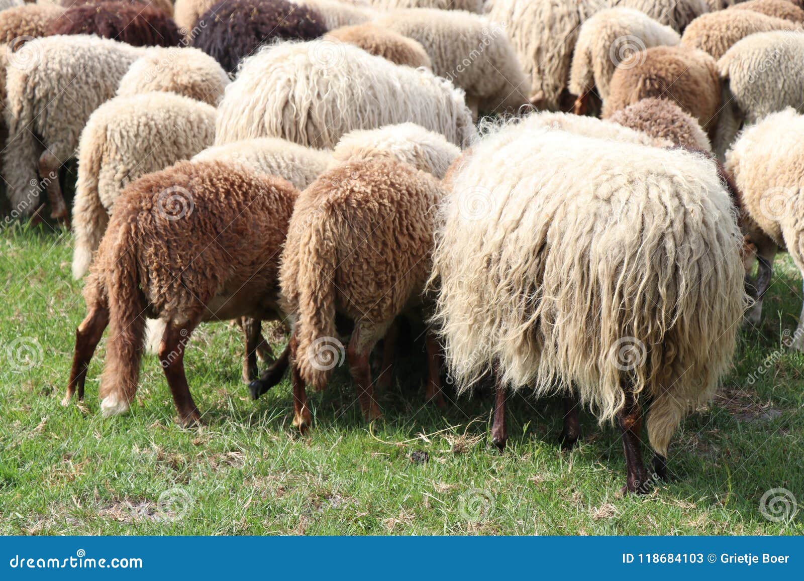 Behind the herd stock image. Image of backside, sheep - 118684103