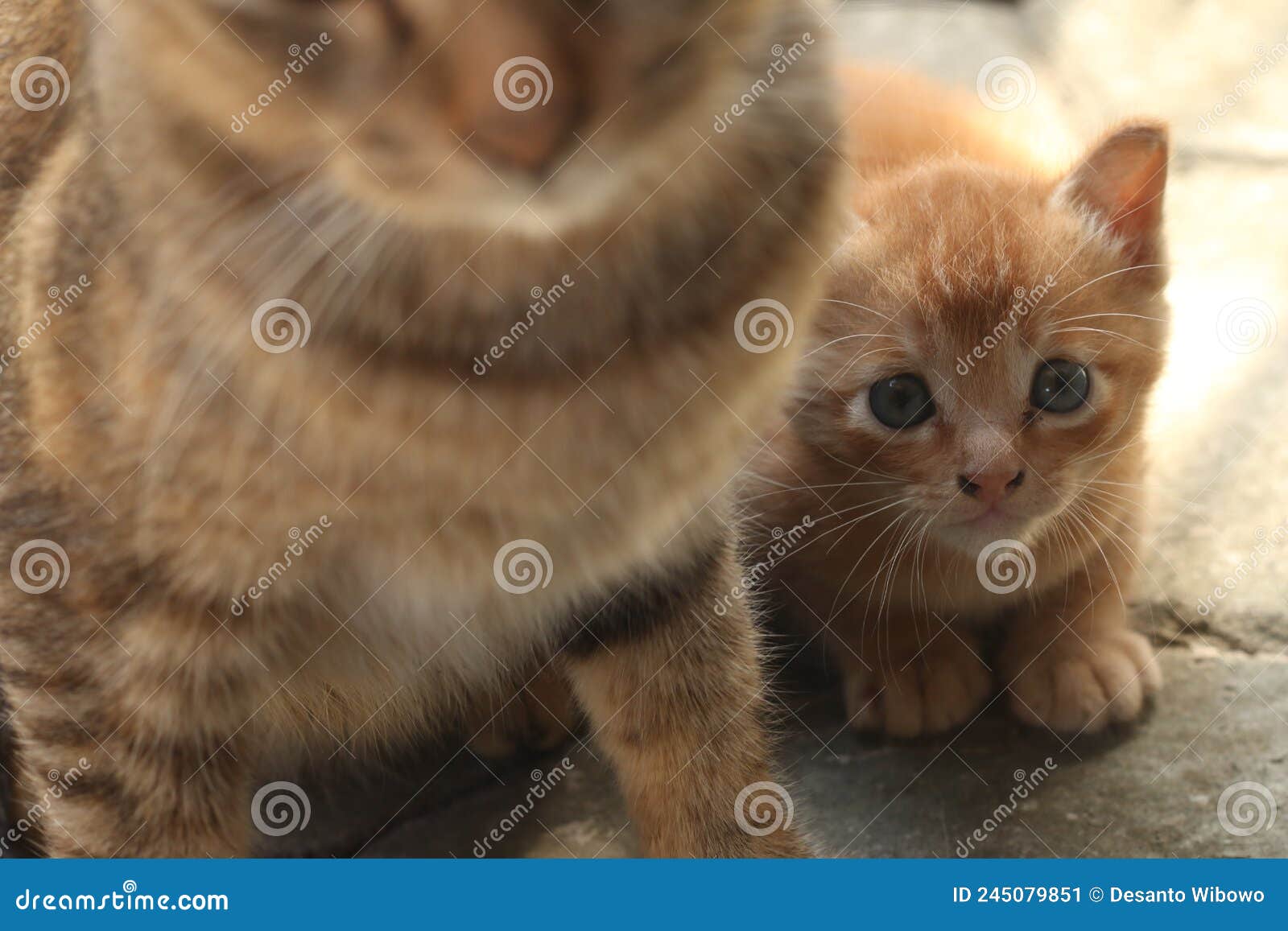 Behind my mom stock image. Image of hiding, kitten, hides - 245079851