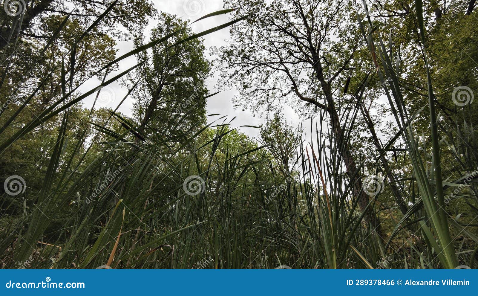 Behind the reeds stock photo. Image of wetland, shot - 289378466