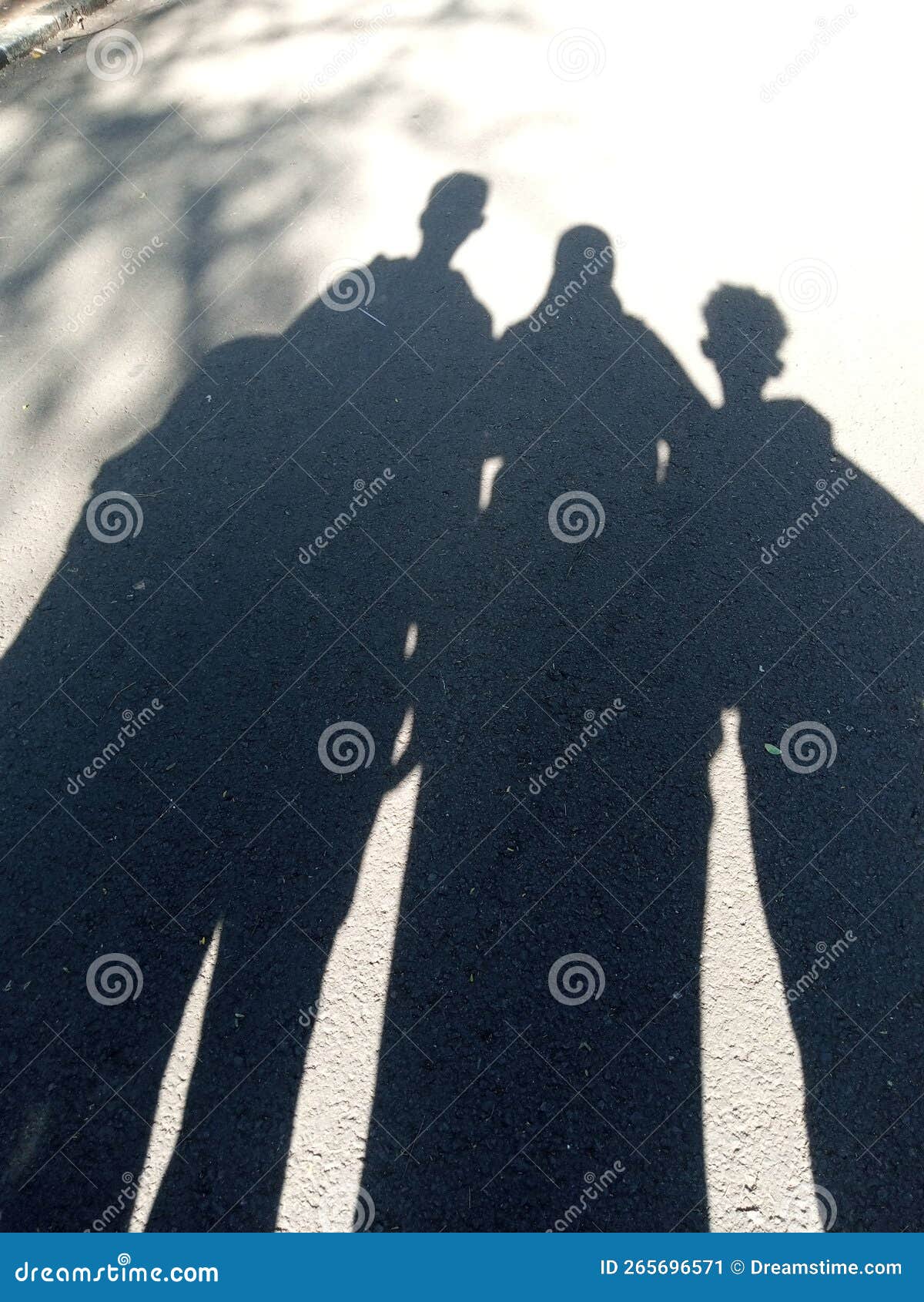 Behind the shadow stock image. Image of wildcat, snout - 265696571