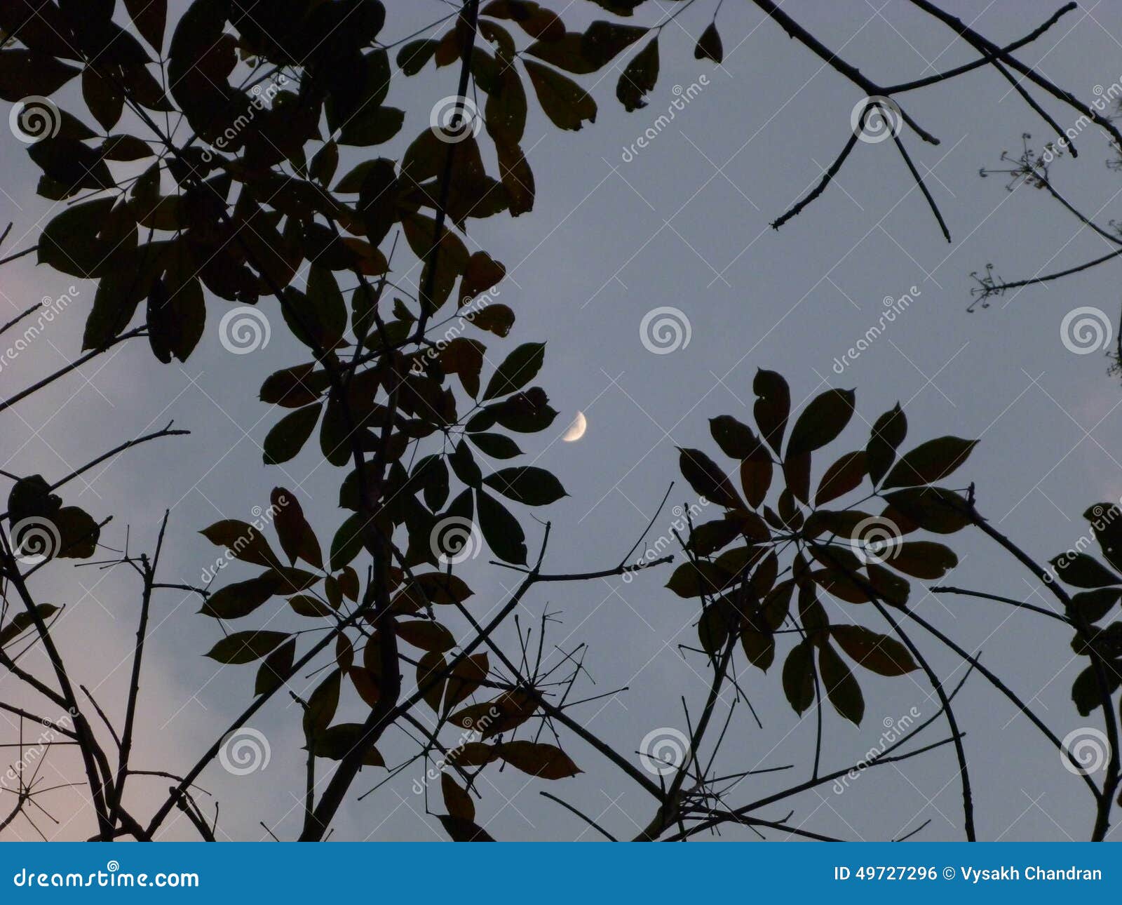 Behind the Shadows stock photo. Image of tree, moon, cloud - 49727296