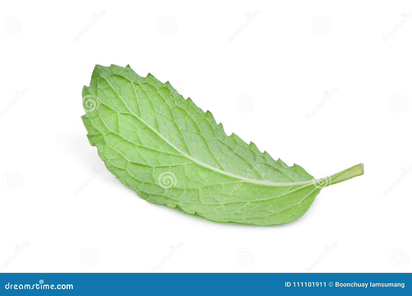 Behind the Single Fresh Mint Leaf Isolated on White Stock Image - Image ...