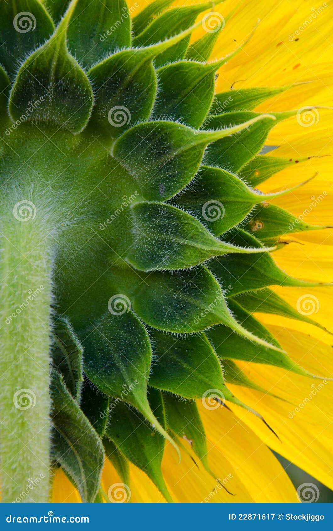 Behind sunflower stock image. Image of details, colors - 22871617