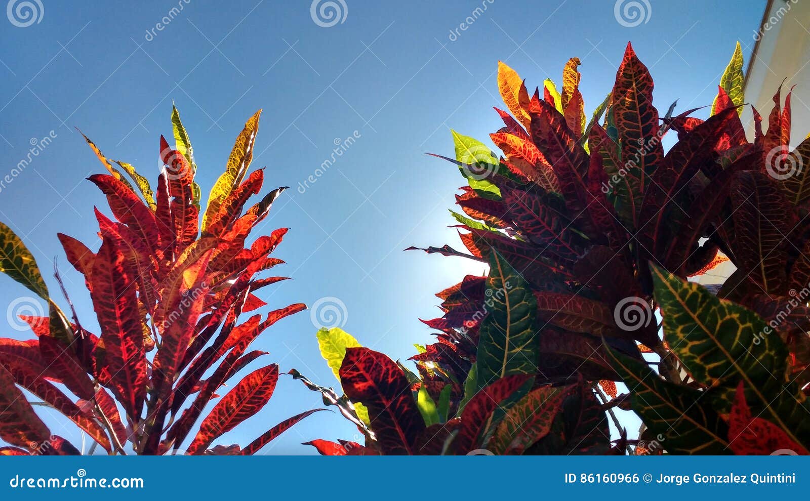 Crotus Stock Photos - Free & Royalty-Free Stock Photos from Dreamstime