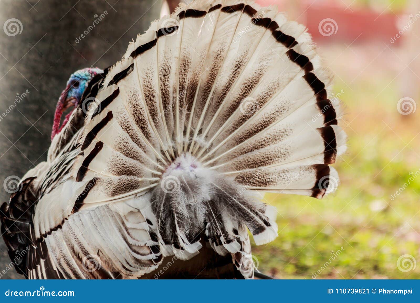 Behind the turkey tail. stock image. Image of agriculture - 110739821