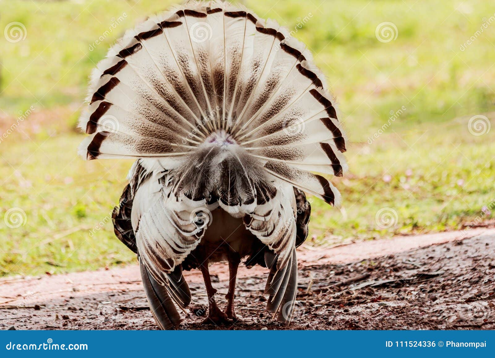 Behind the turkey tail stock photo. Image of birding - 111524336