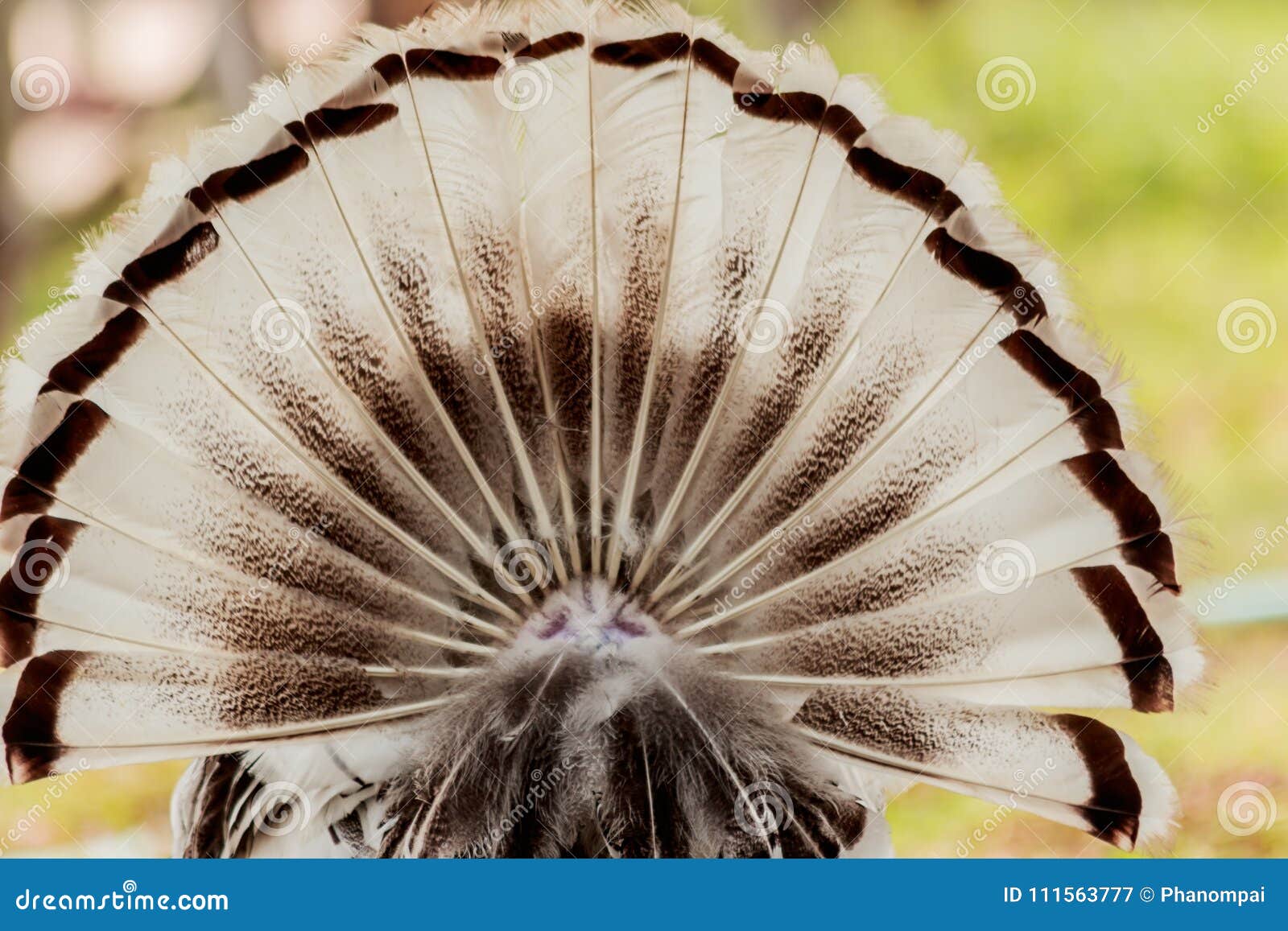 Behind the turkey tail. stock image. Image of outdoors - 111563777