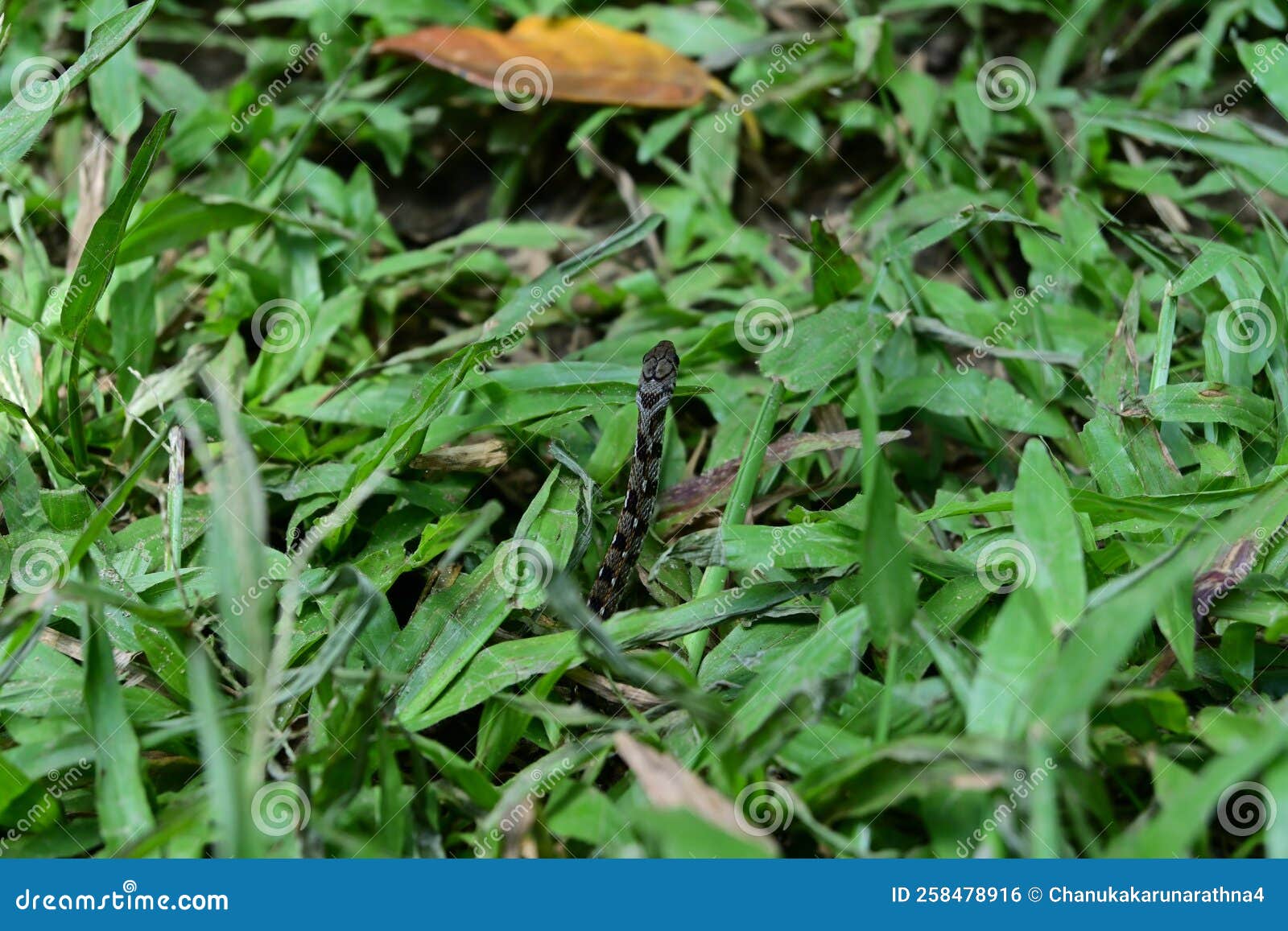 Behind the View of the Elevated Head of a Juvenile Buff Striped ...