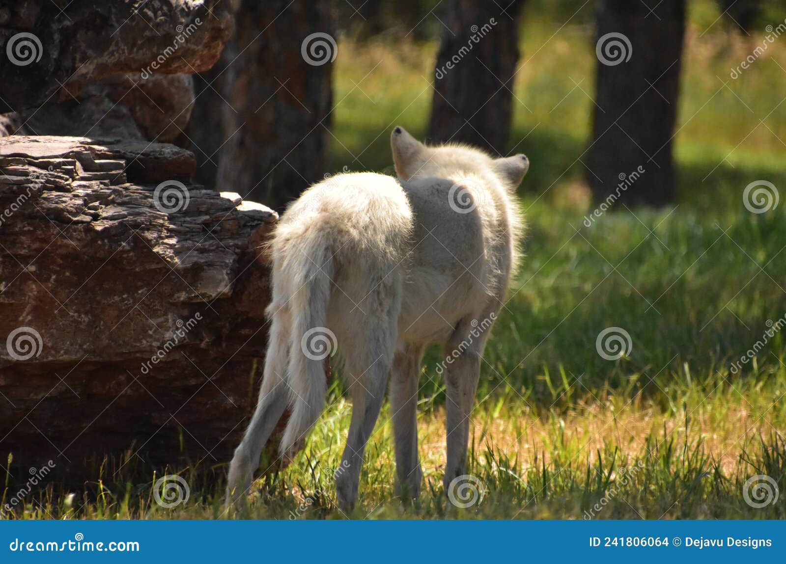 The Behind of a White Wolf Contemplating Walking Off Stock Photo ...