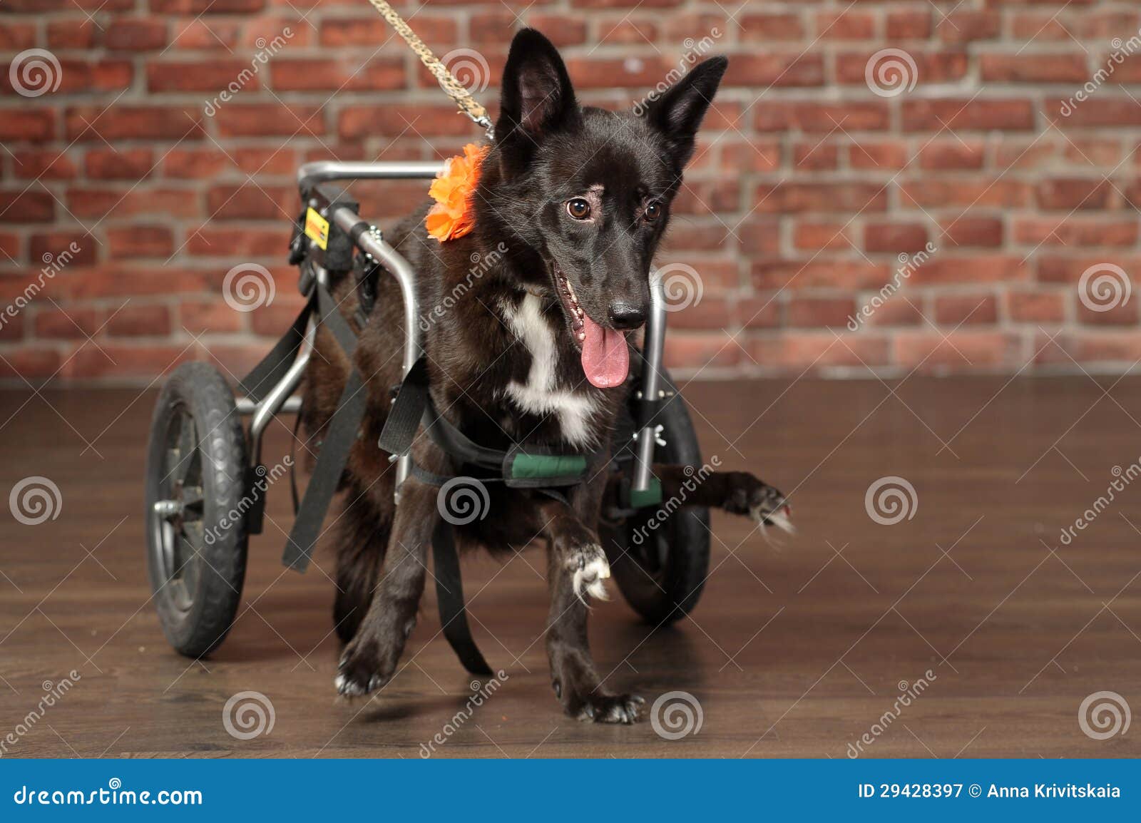 Behinderter Hund stockbild. Bild von geschöpf, entzückend - 29428397