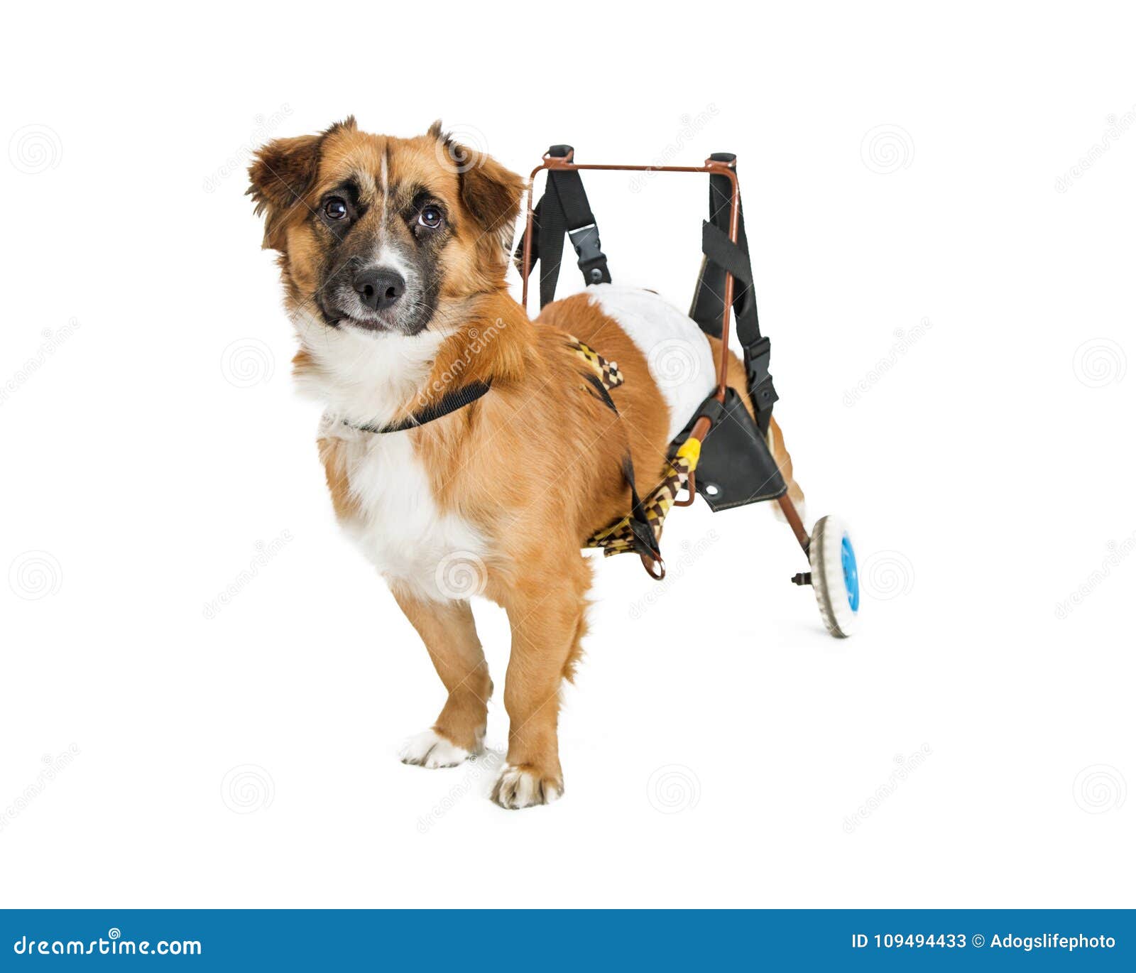 Behinderter Hund Im Rollstuhl Stockbild - Bild von hund, rollstuhl ...