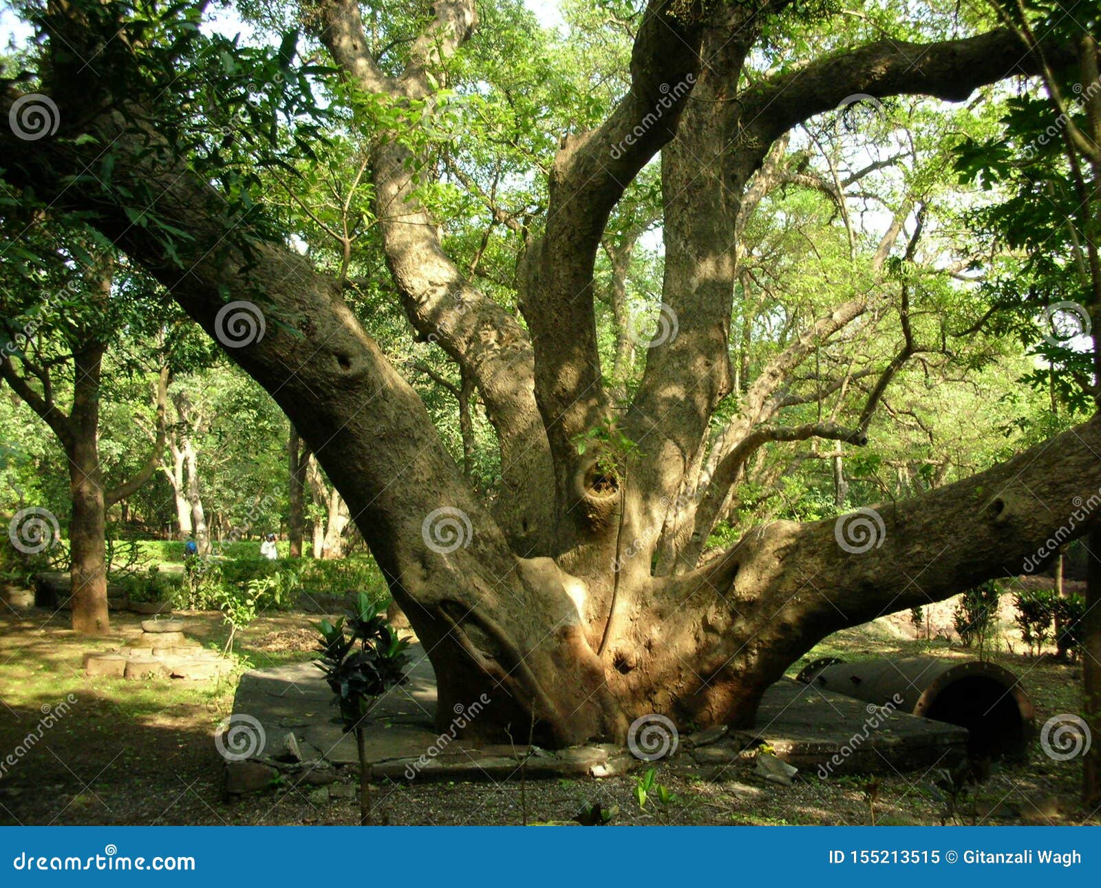 The Big Tree in the Center of the Forest Stock Image - Image of ...