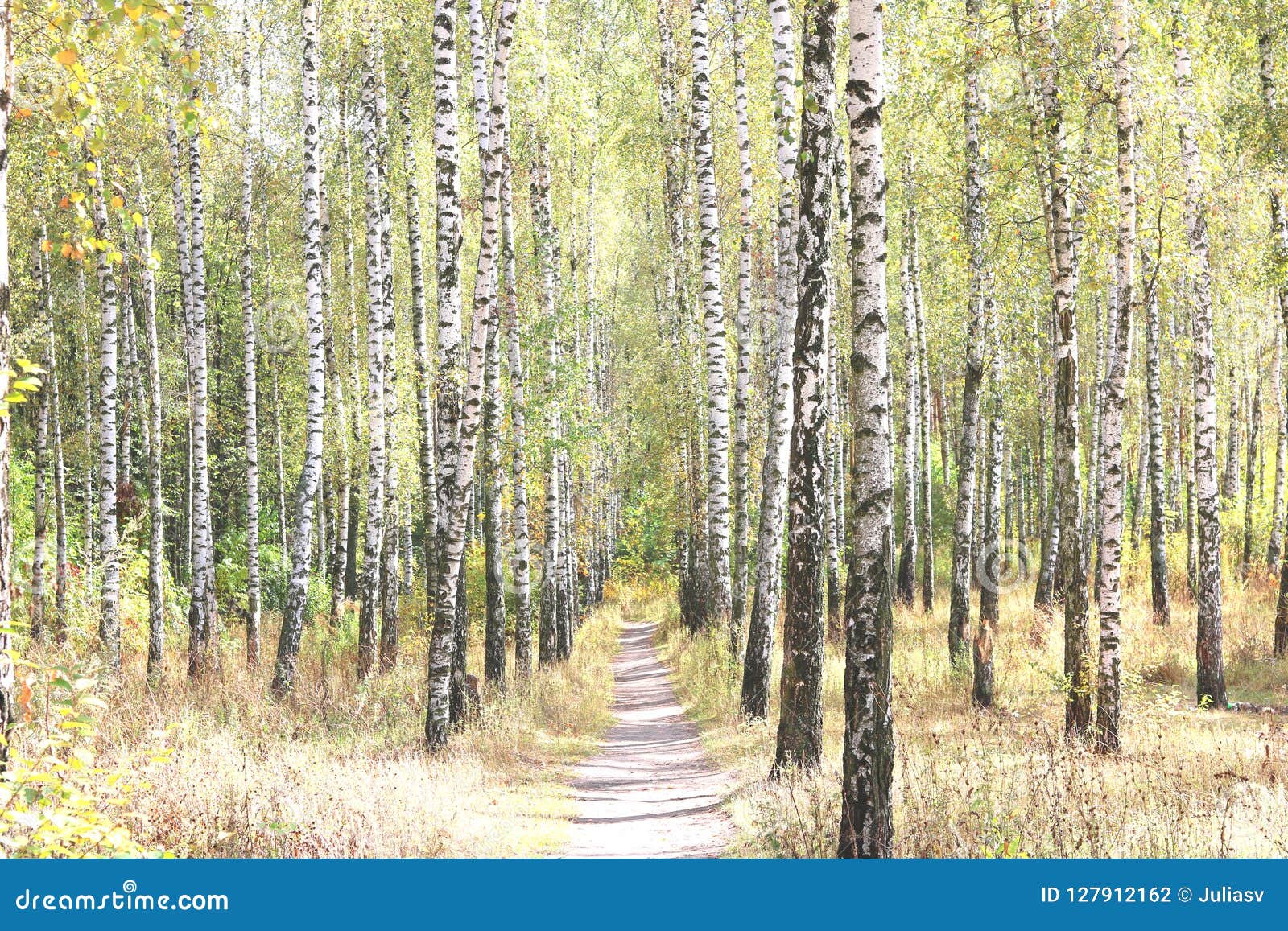 Bei alberi di betulla fotografia stock. Immagine di bellezza - 127912162