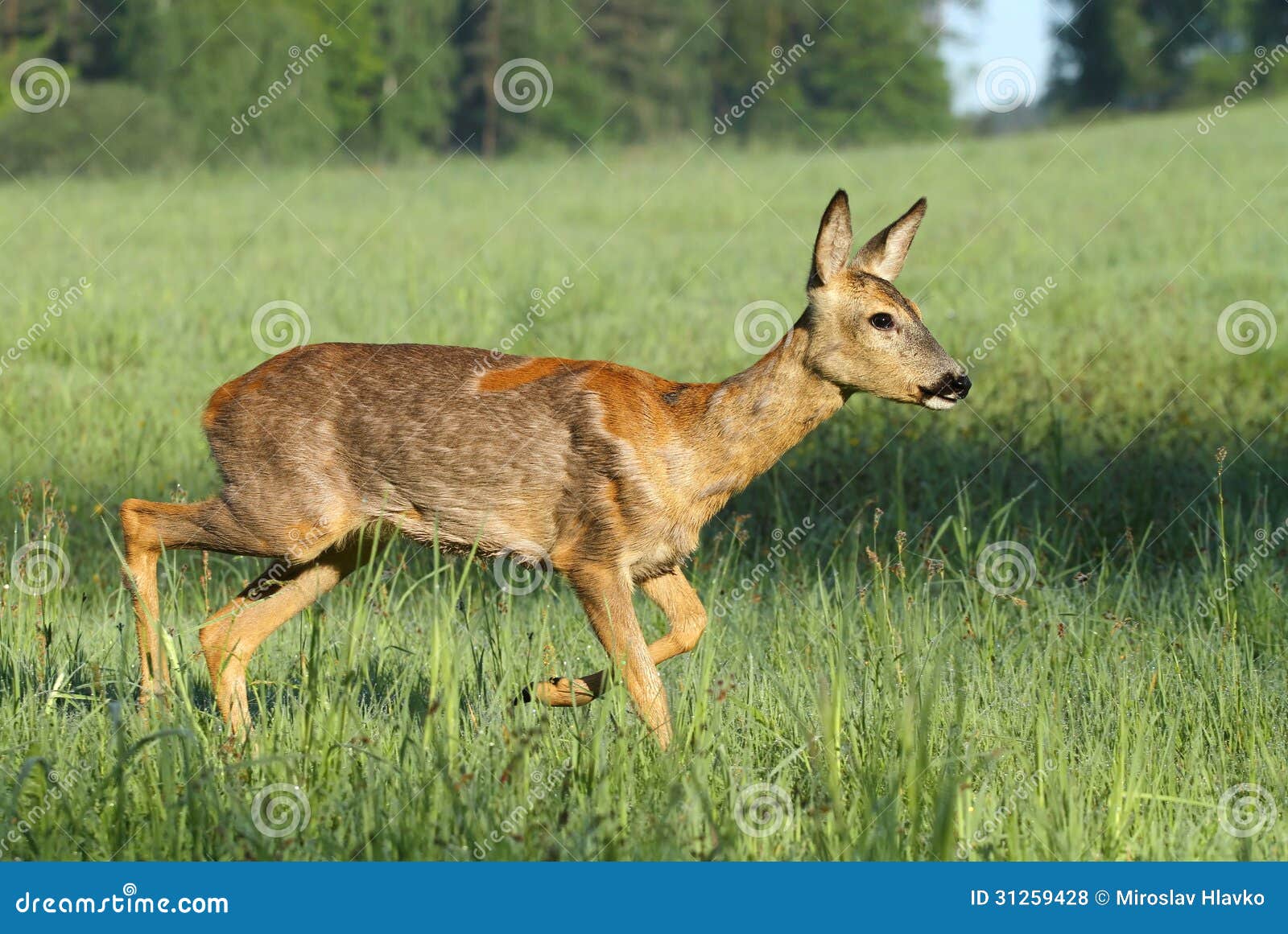 Bei caprioli fotografia stock. Immagine di animale, pascolo - 31259428
