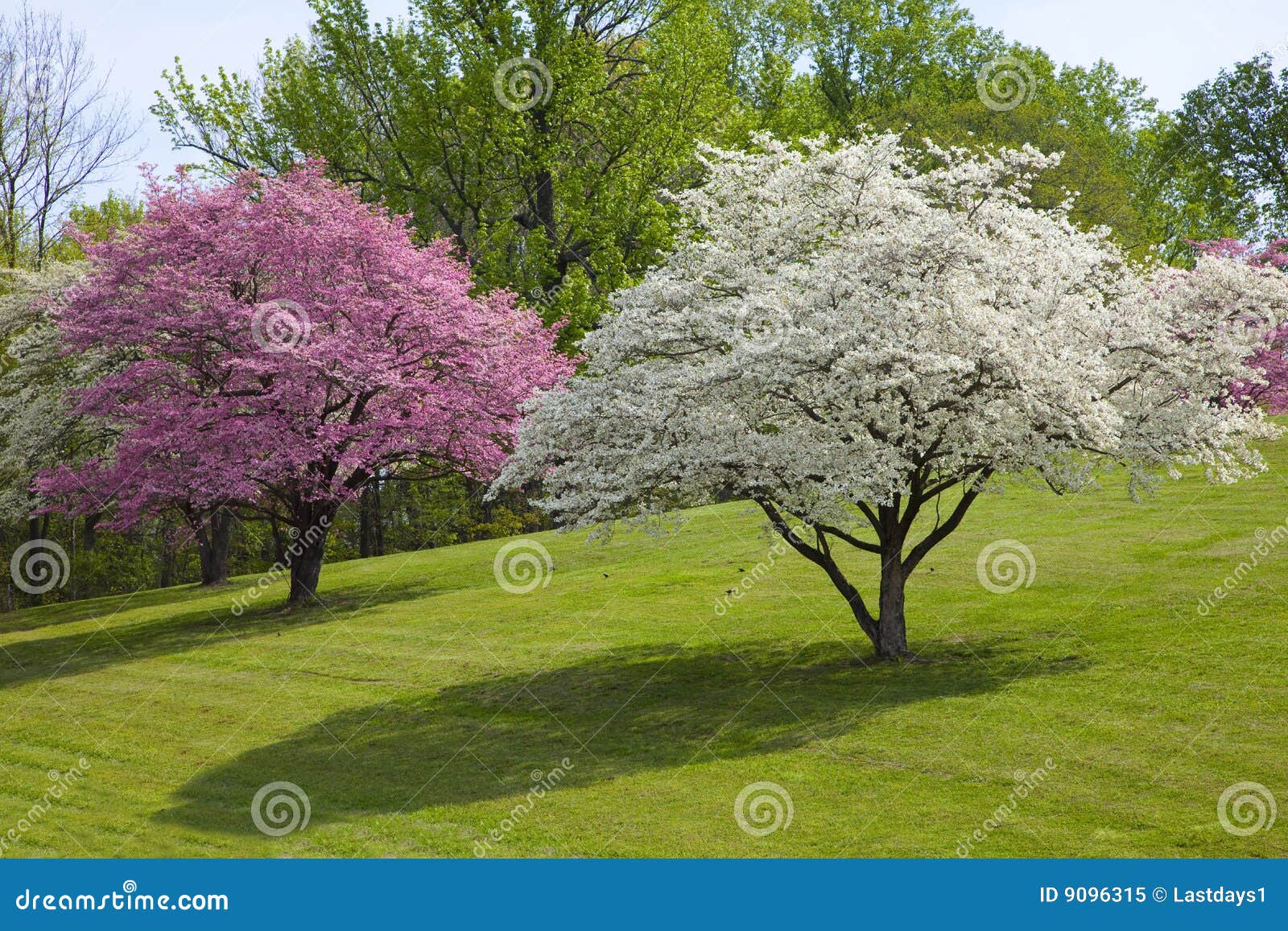 Bei colori della sorgente immagine stock. Immagine di scenico - 9096315