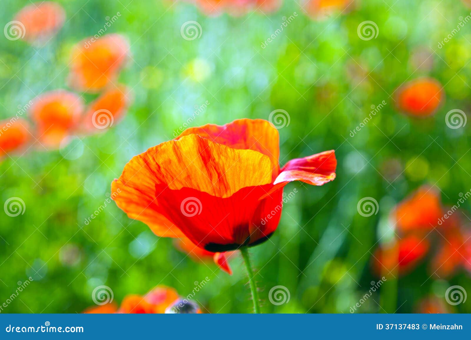 Bei fiori del papavero immagine stock. Immagine di fragile - 37137483