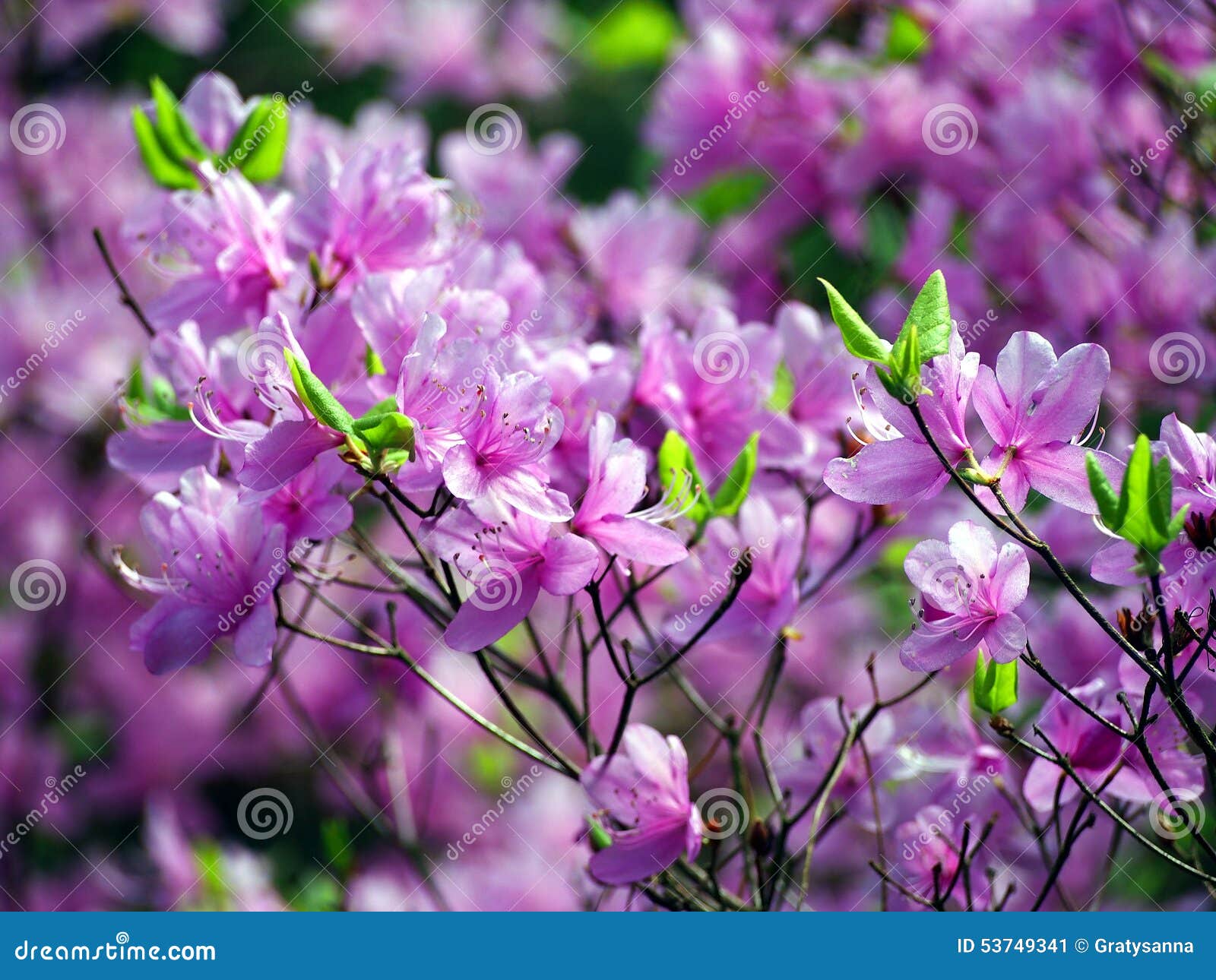 Bei Fiori Di Rosa Dell'azalea Immagine Stock - Immagine di fuoco ...