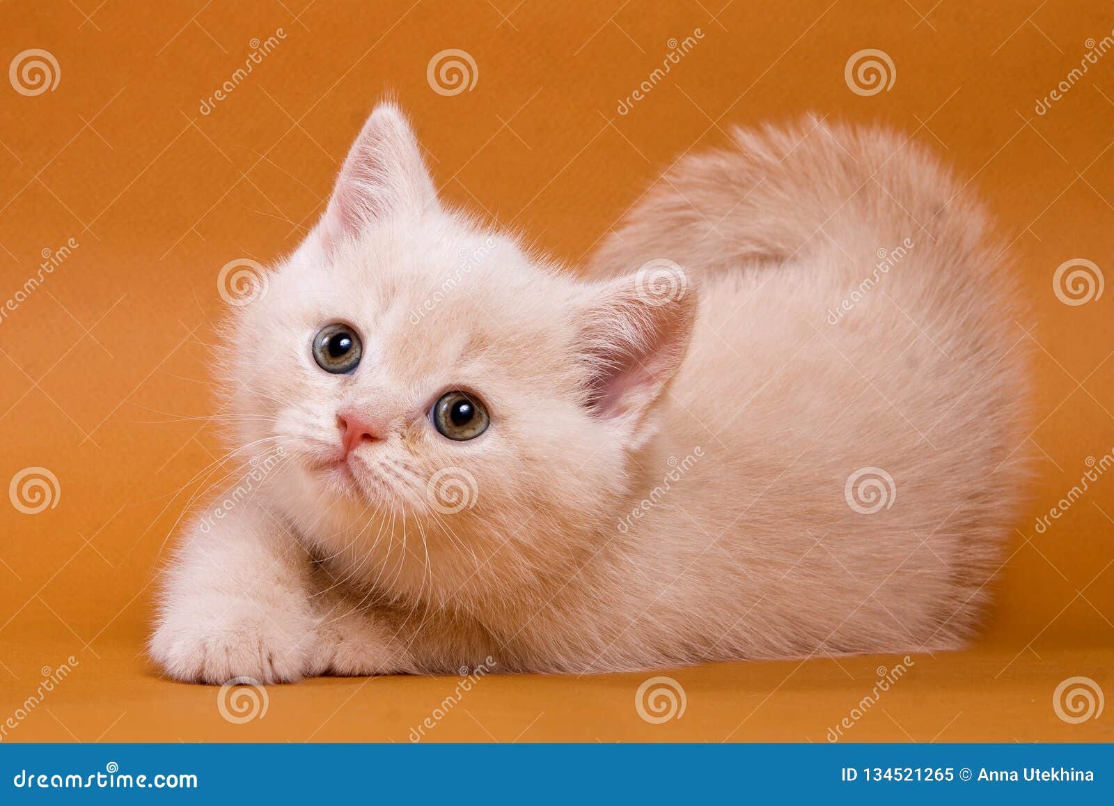 Beige British Cat Kitten on an Orange Stock Image - Image of love ...