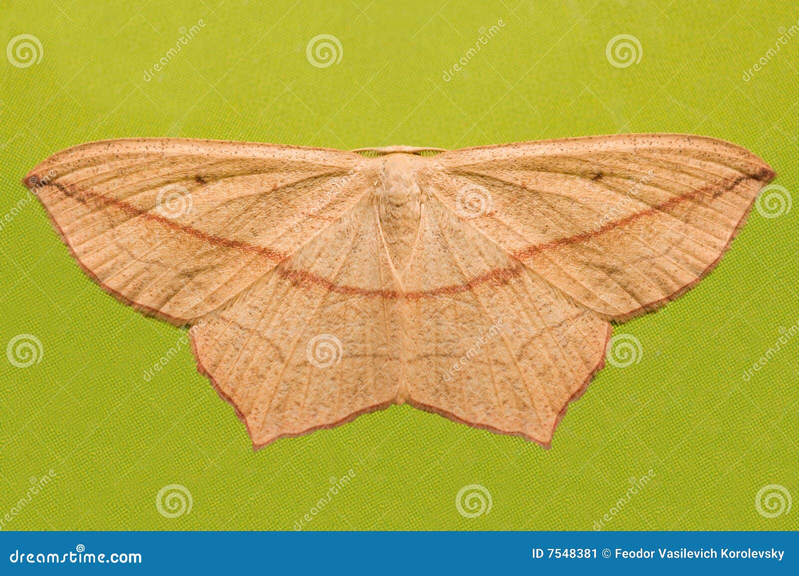 Beige butterfly. stock image. Image of beige, insect, wingspan - 7548381