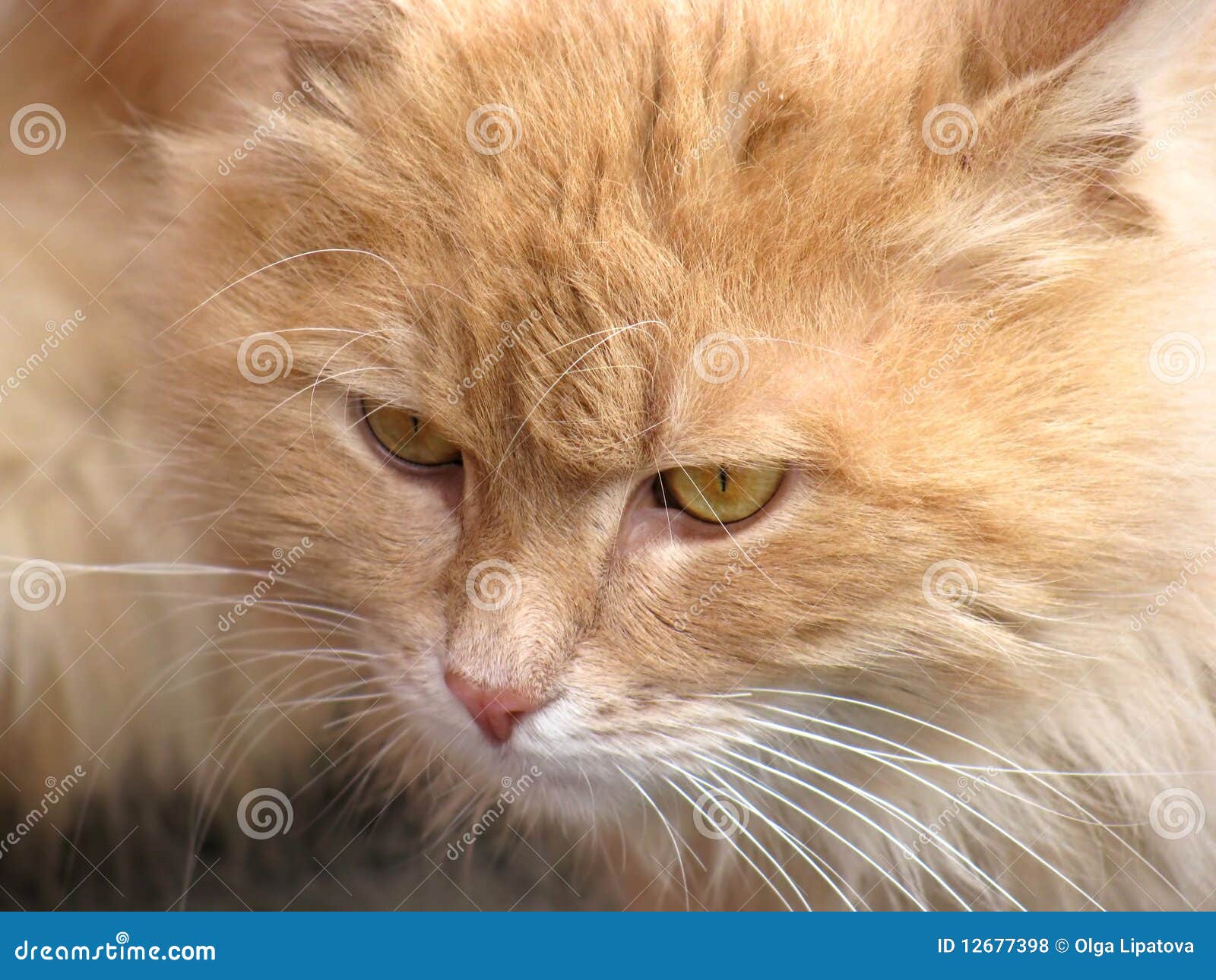 Beige cat stock photo. Image of beauty, whiskers, beige - 12677398