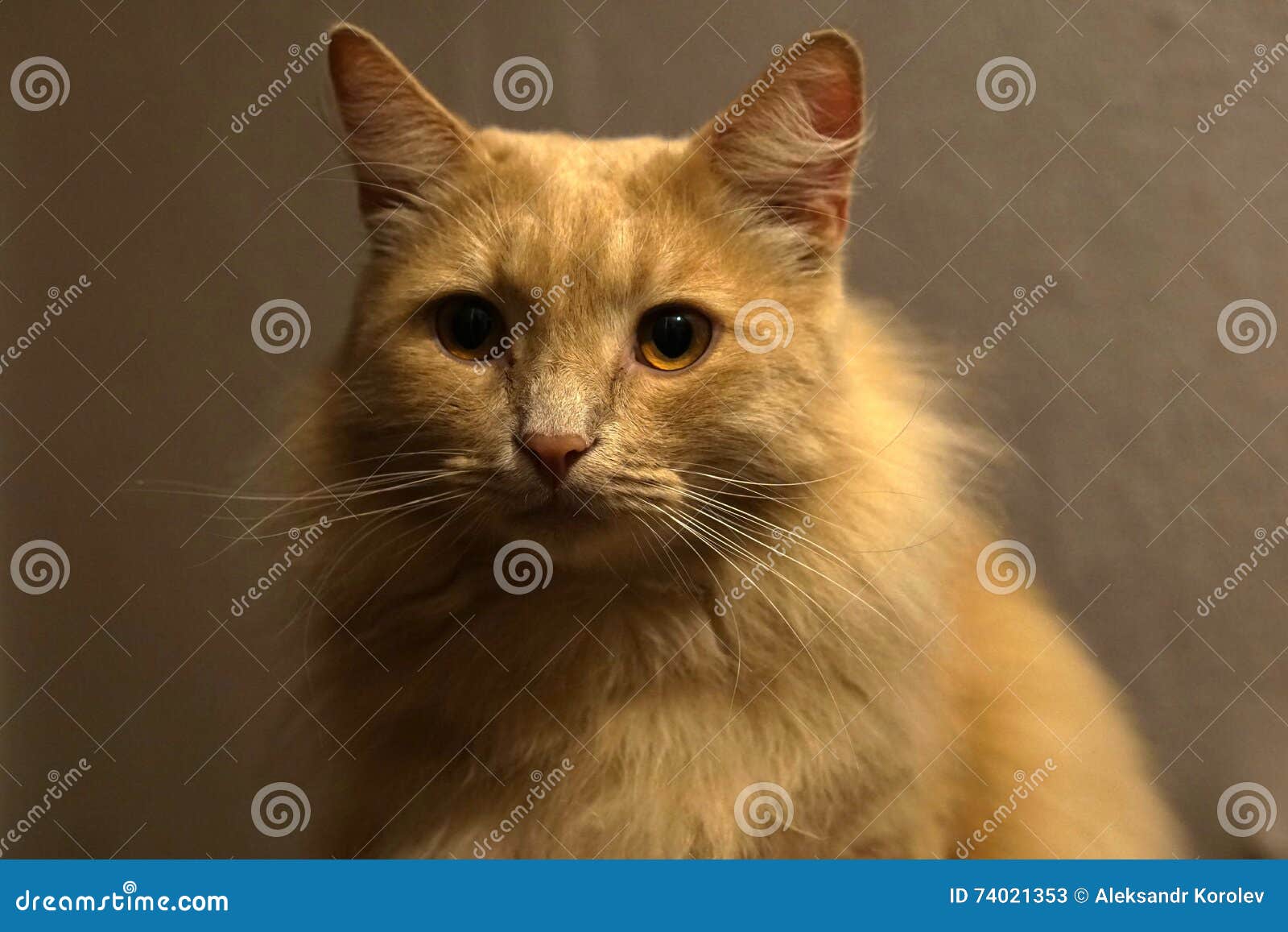 Beige cat stock image. Image of pedigree, fluffy, play - 74021353