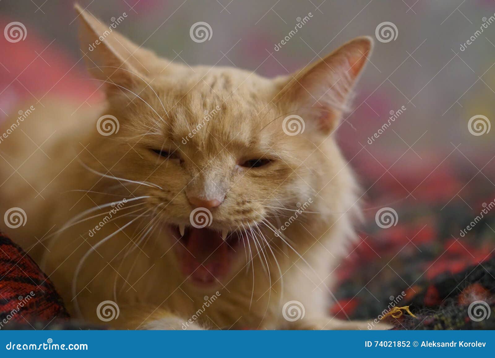 Beige cat stock photo. Image of eyes, ears, pedigree - 74021852