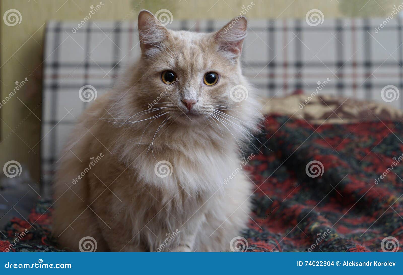 Beige cat stock photo. Image of british, funny, beautiful - 74022304