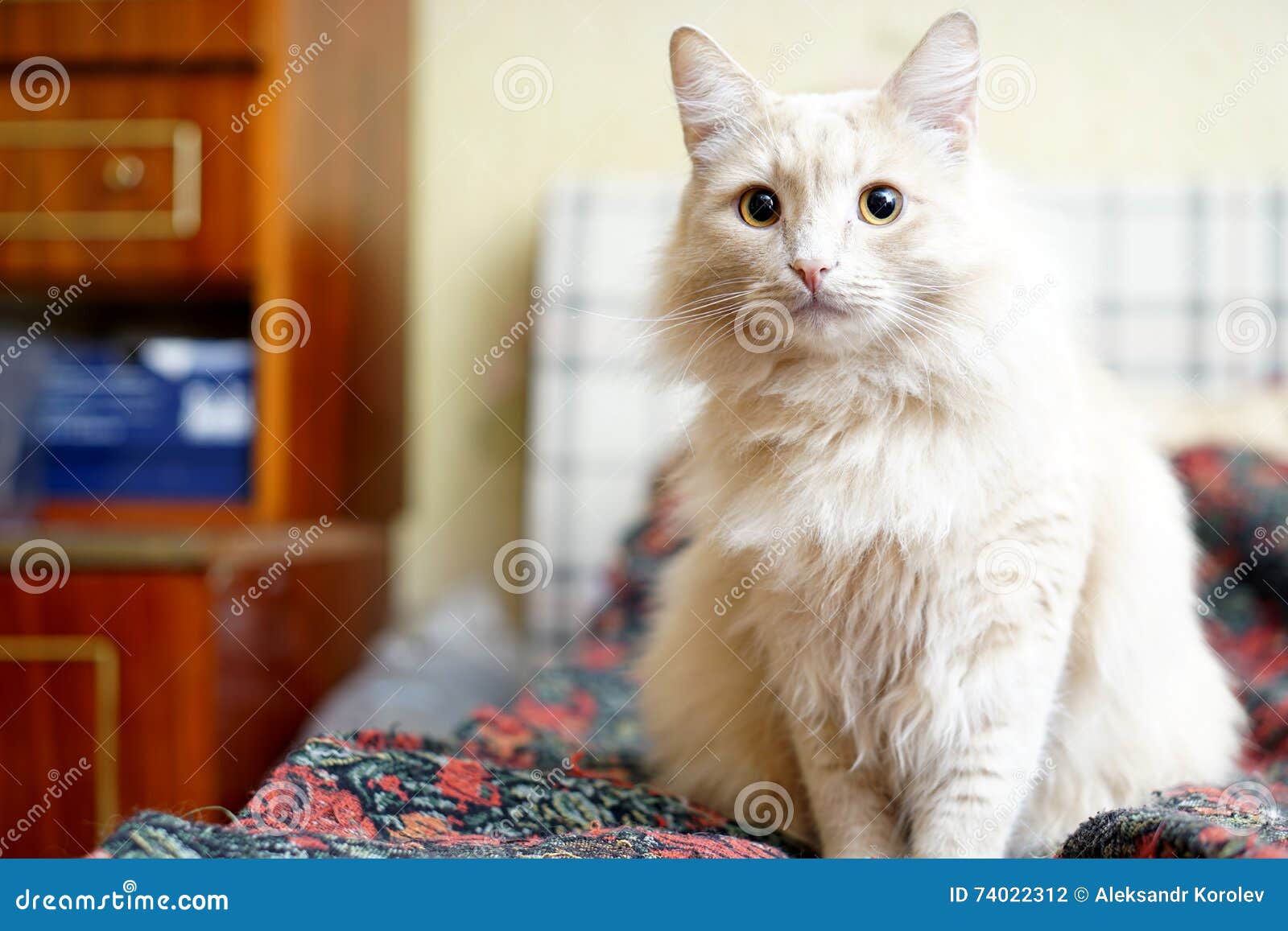 Beige cat stock photo. Image of british, play, color - 74022312