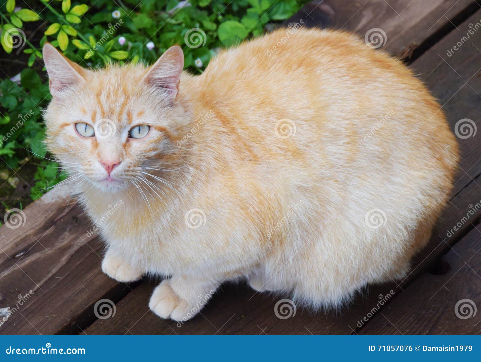 Beige cat stock photo. Image of eyes, cute, friendly - 71057076