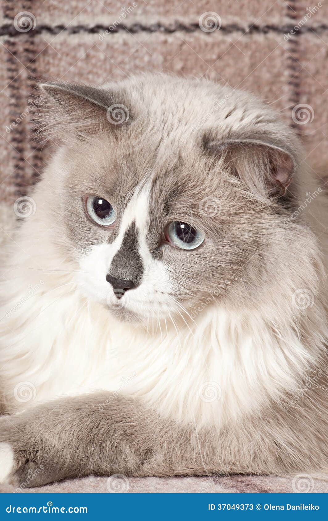 Beige cat stock image. Image of purebred, kitty, sofa - 37049373