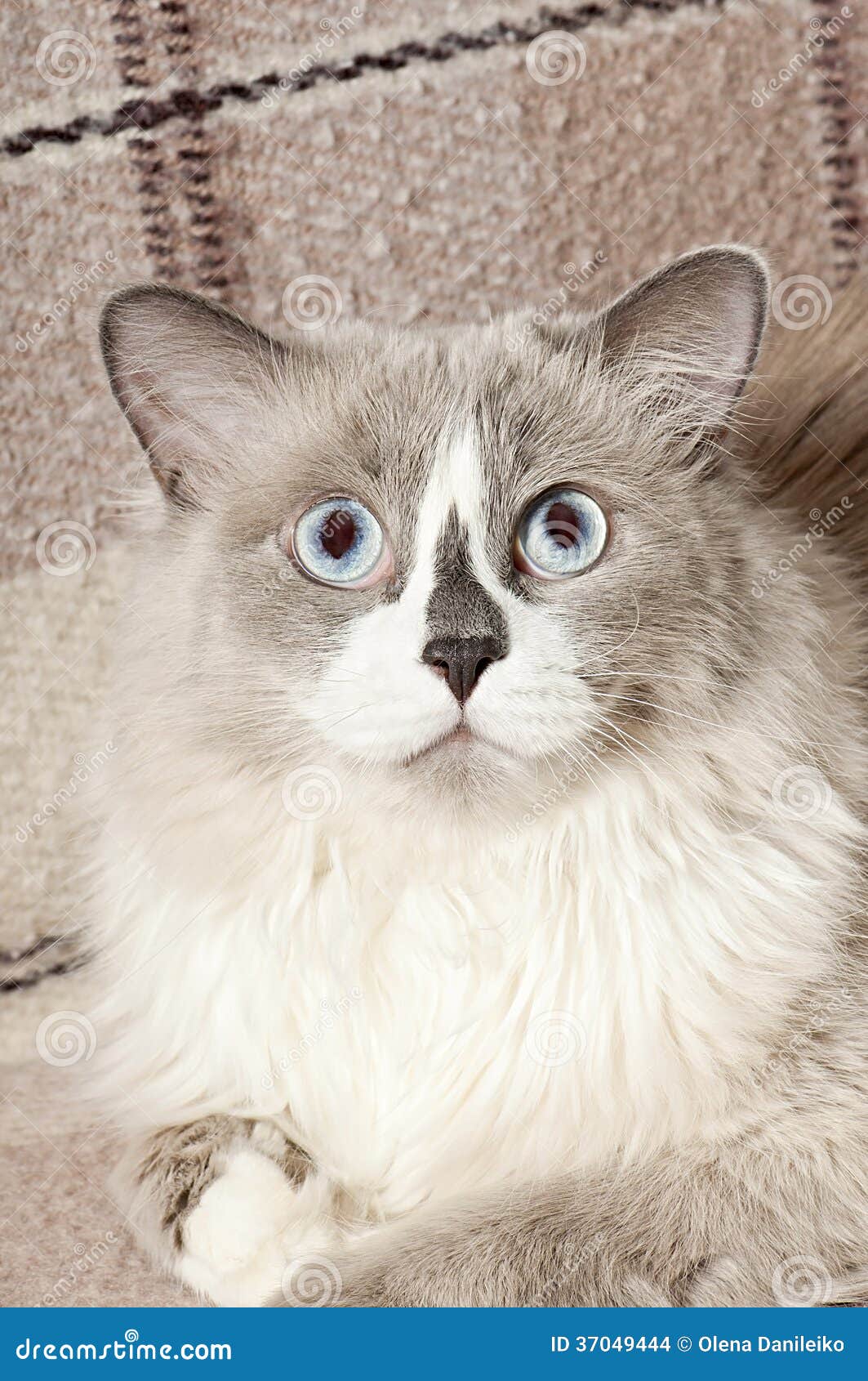 Beige cat stock photo. Image of pussycat, lying, fluffy - 37049444
