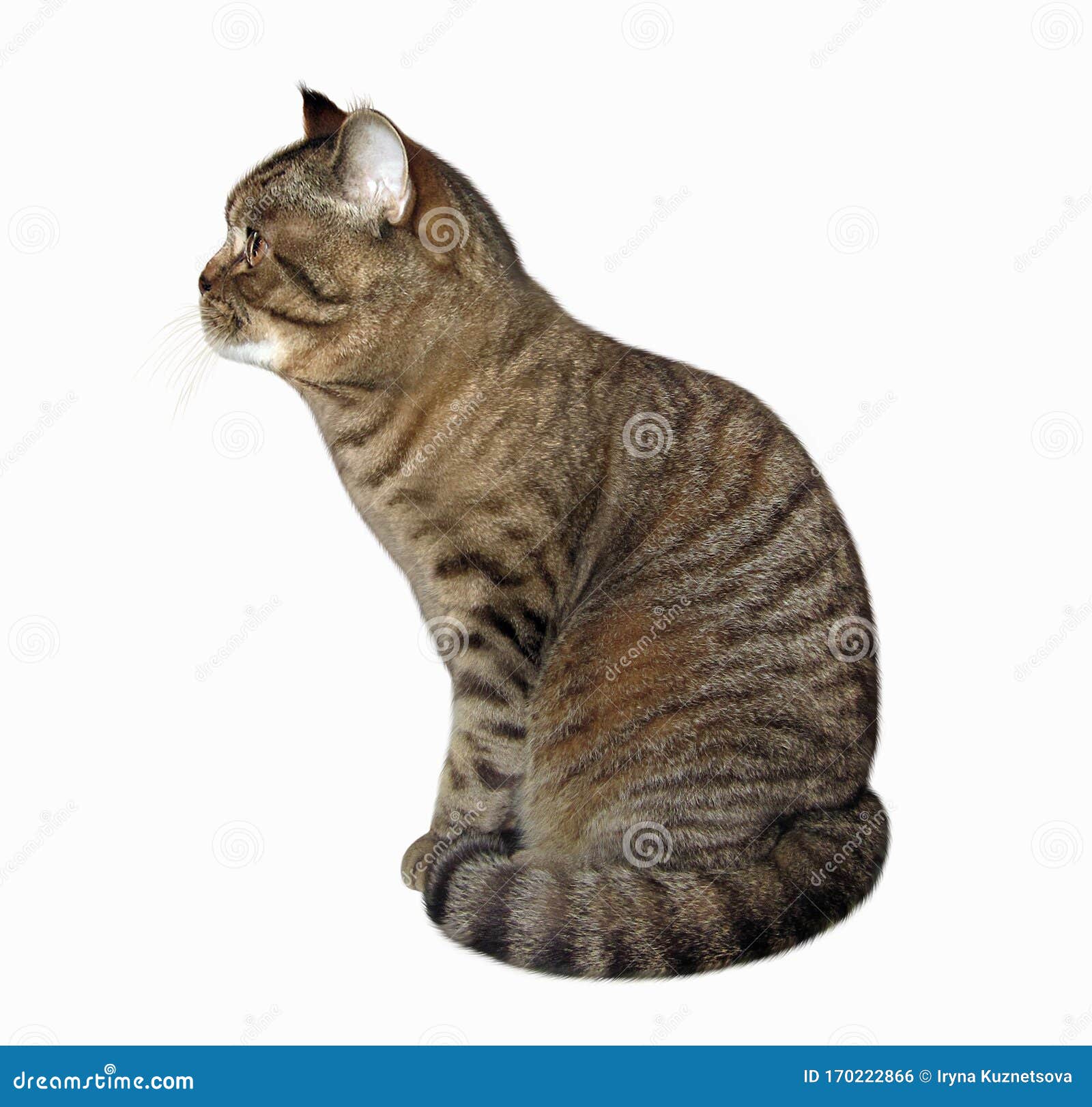 Side view of beige cat stock photo. Image of mood, creative - 170222866