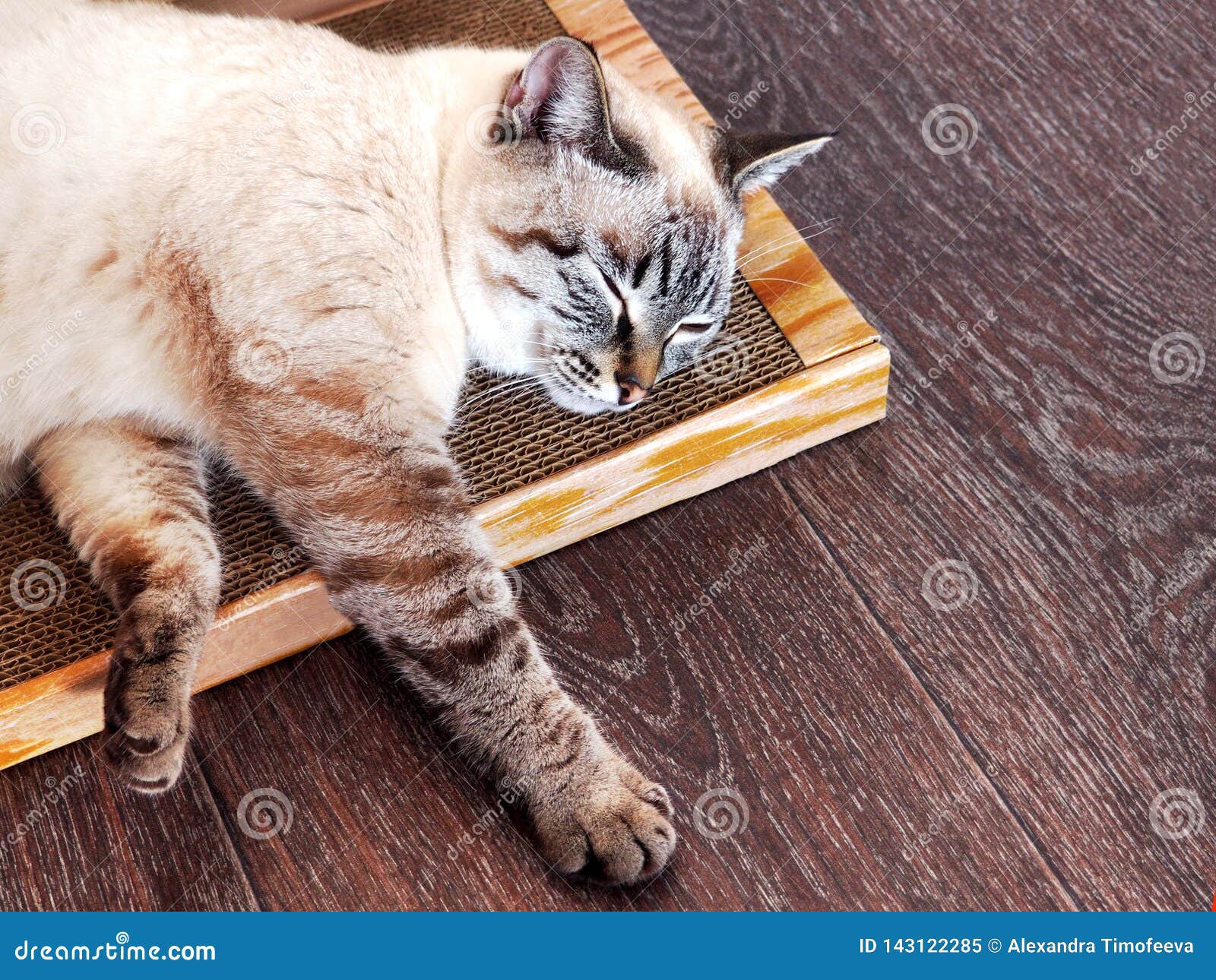 Beige Cat Sleeping on a Cardboard Scratcher Stock Image - Image of ...