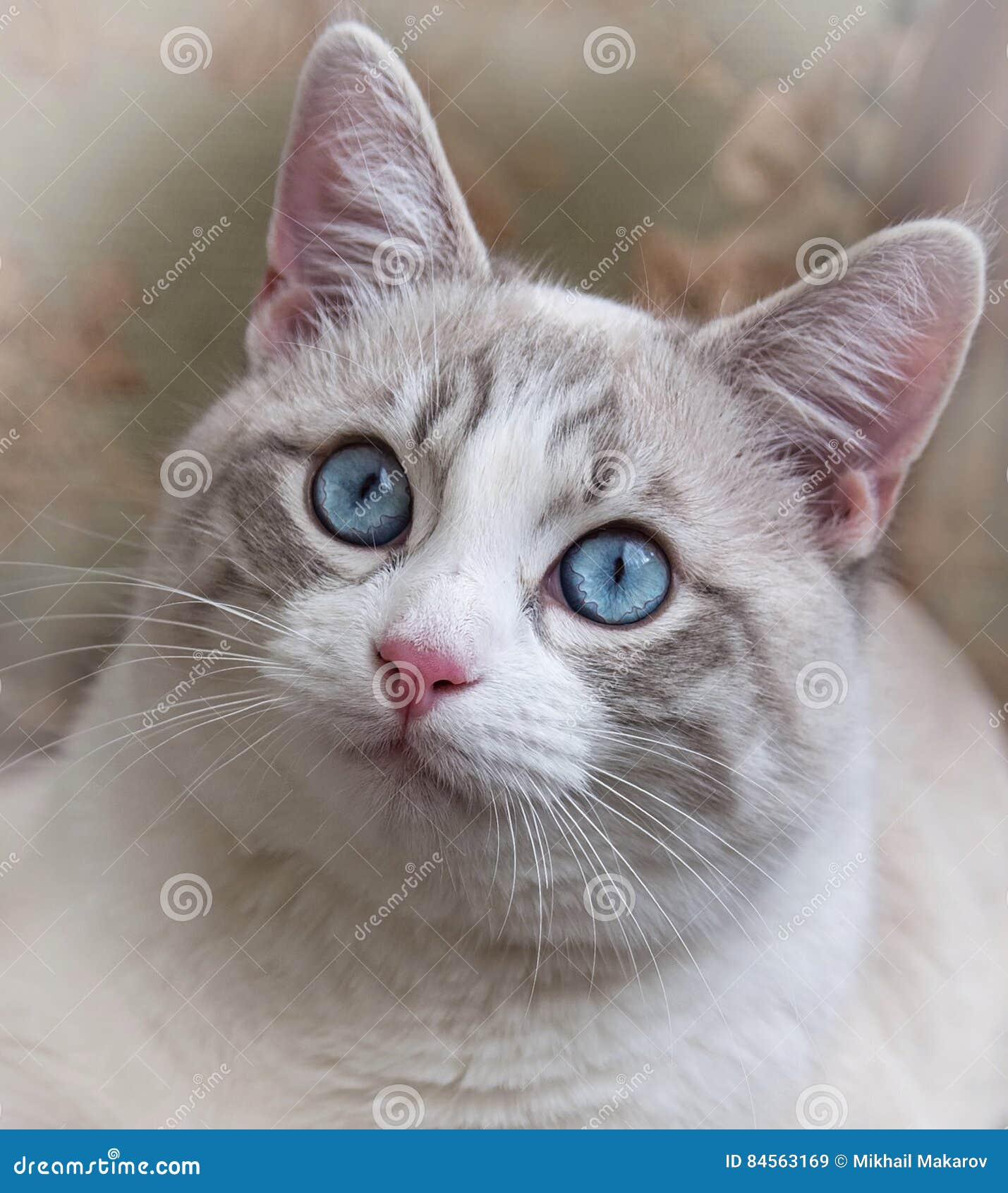 Beige Cat with Turquoise Blue Eyes Stock Image - Image of turquoise ...