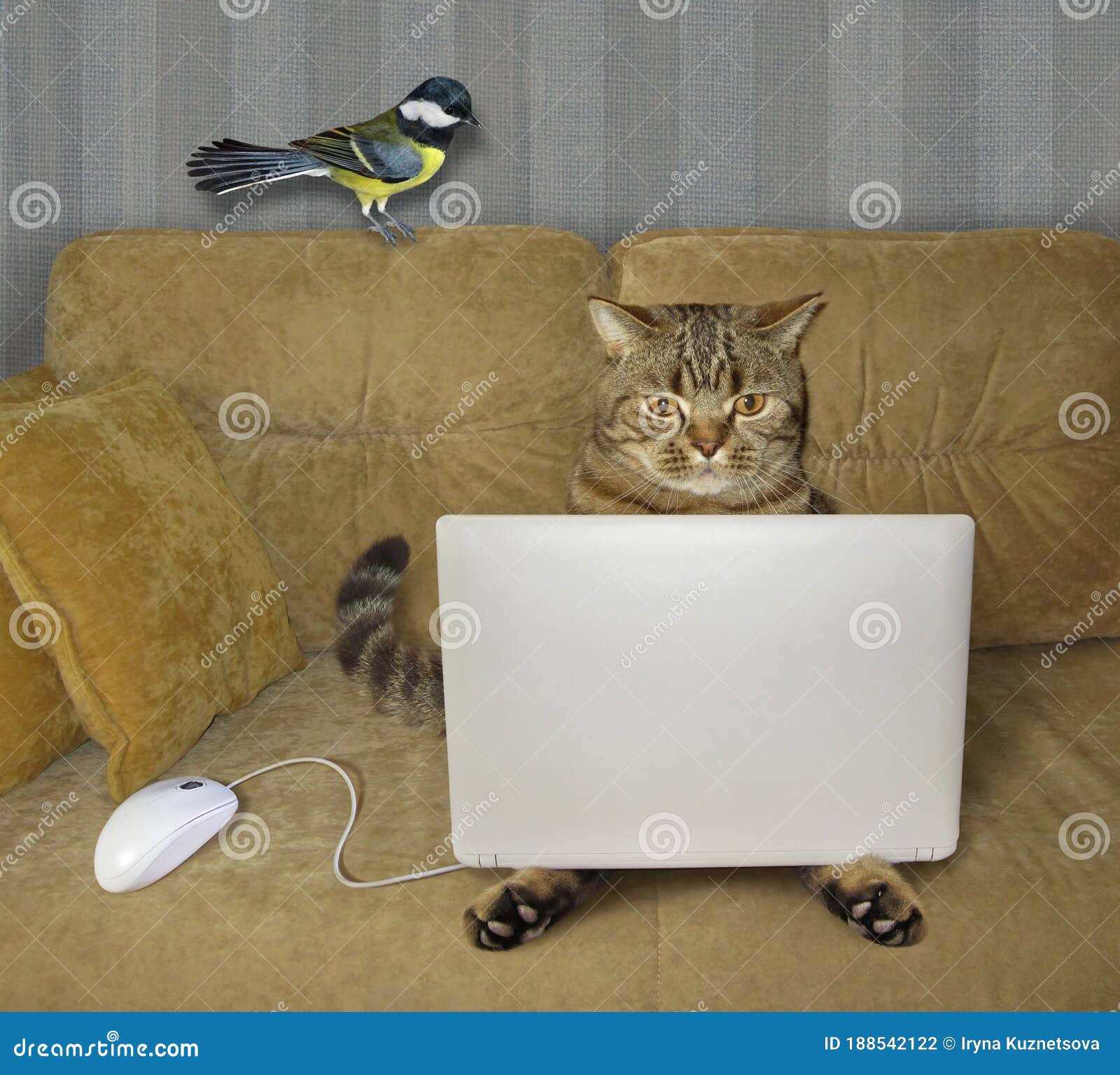 Cat using laptop on sofa stock photo. Image of room - 188542122