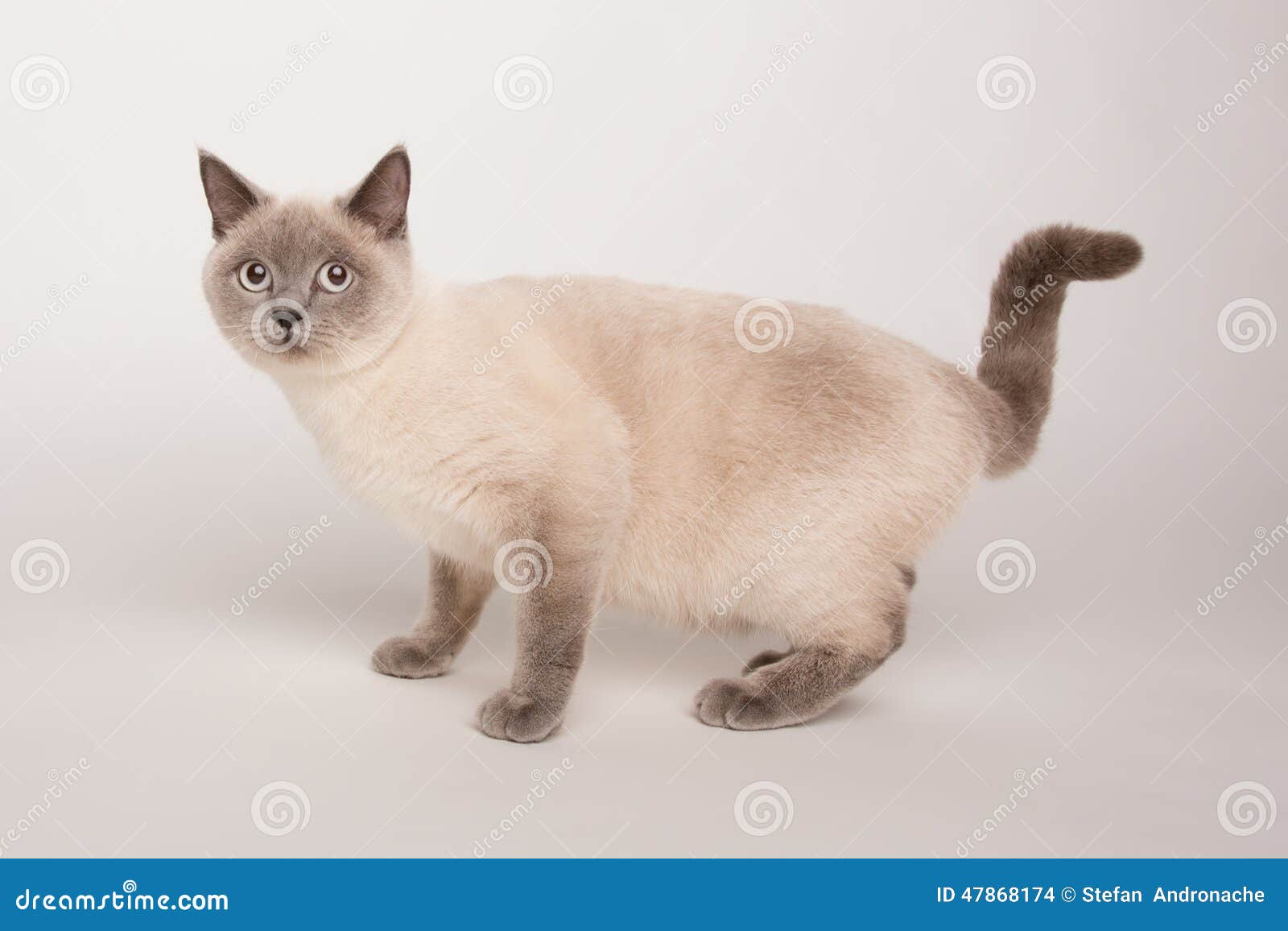 Beige Cat on White Background Stock Photo - Image of fluffy, beige ...