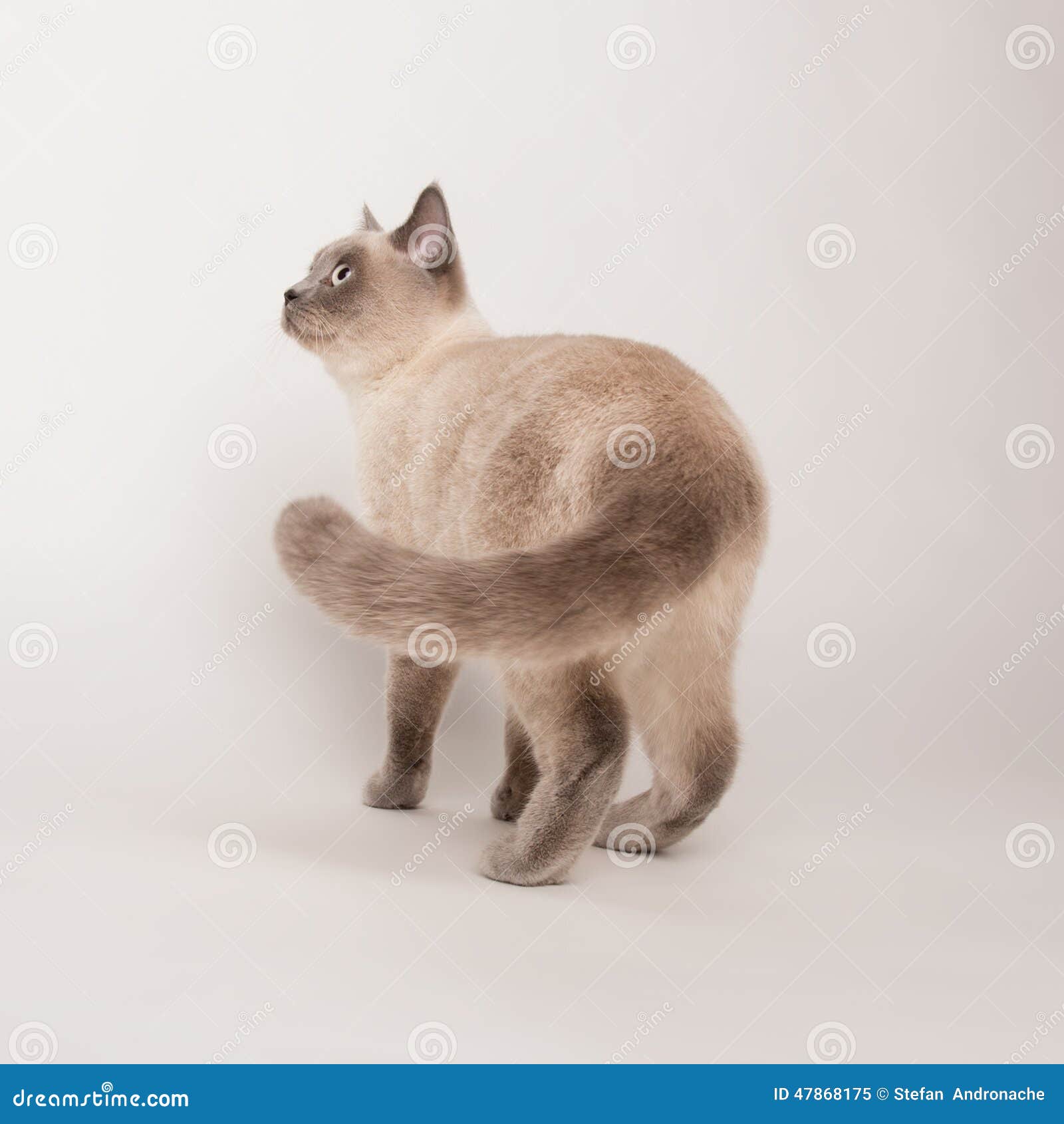 Beige Cat on White Background Stock Image - Image of domestic, breed ...