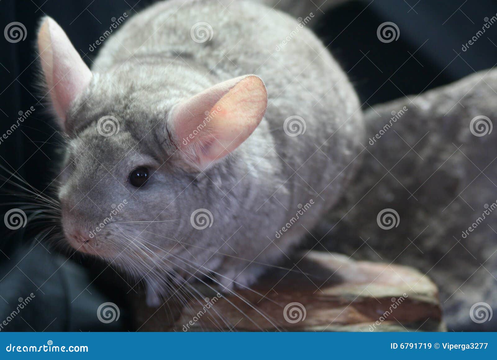 Beige Chinchilla stock image. Image of chinchilla, close - 6791719