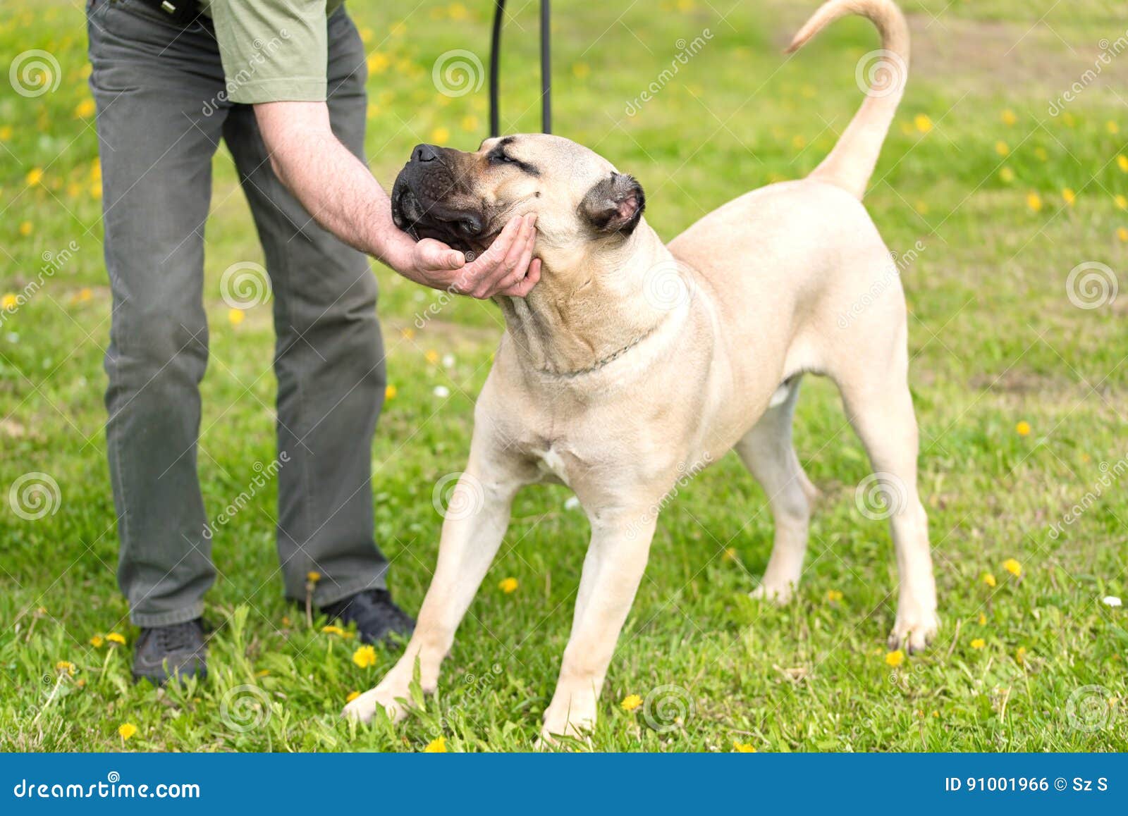 Beige Color Dog in the Park Stock Photo - Image of stand, park: 91001966