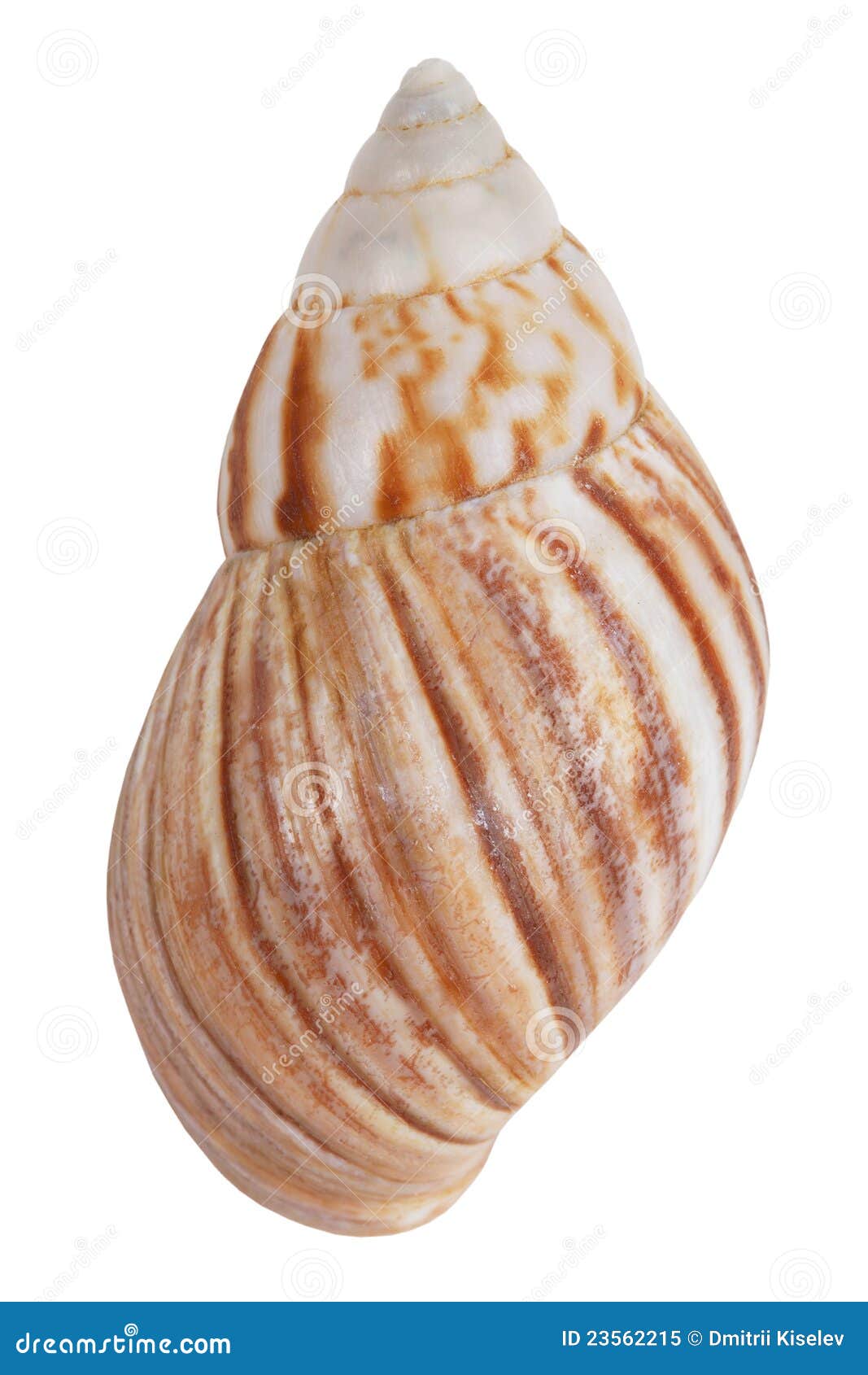 Beige colorful shell stock image. Image of cavity, background - 23562215