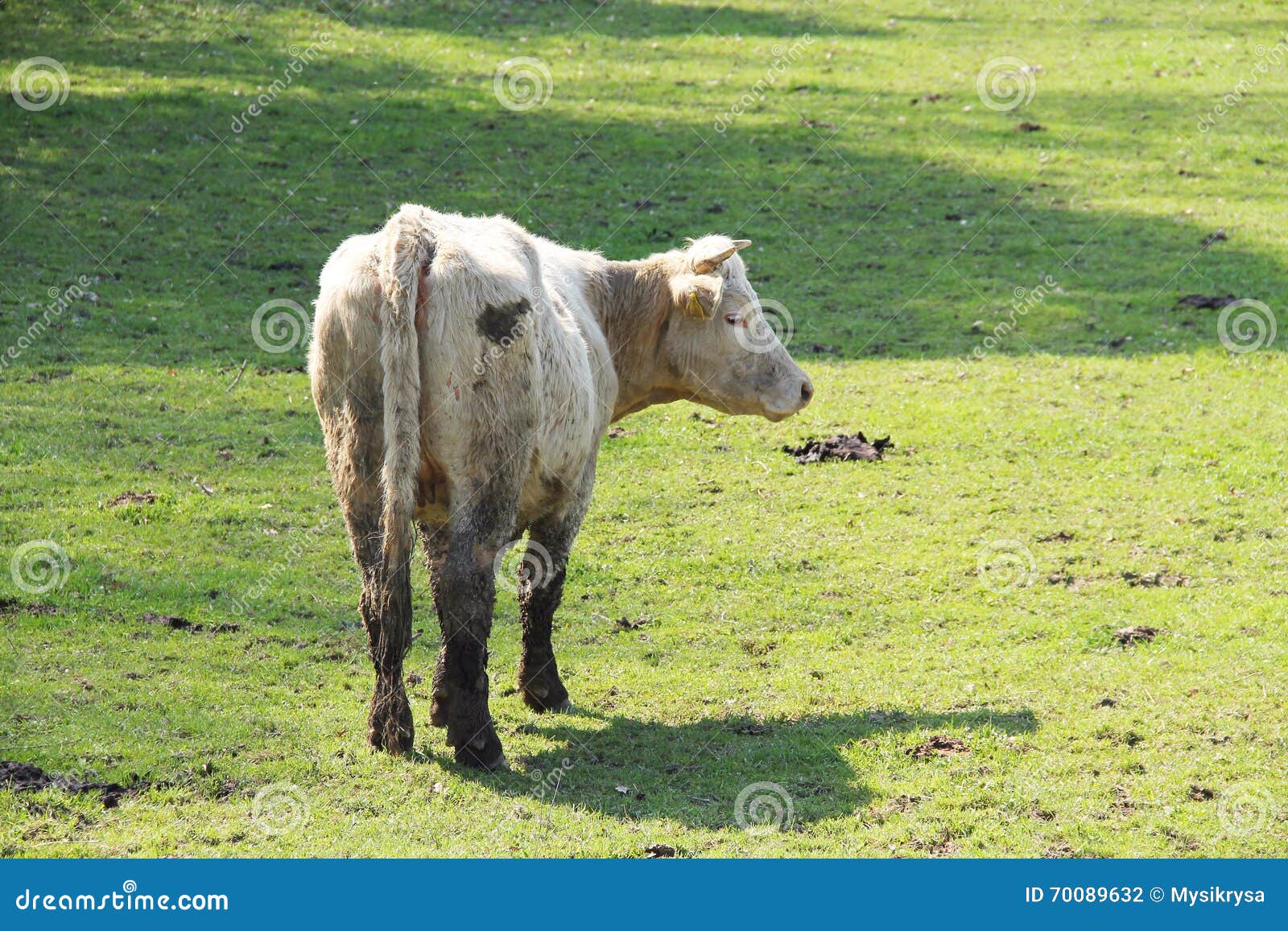 Beige cow stock photo. Image of pasturing, nice, nature - 70089632